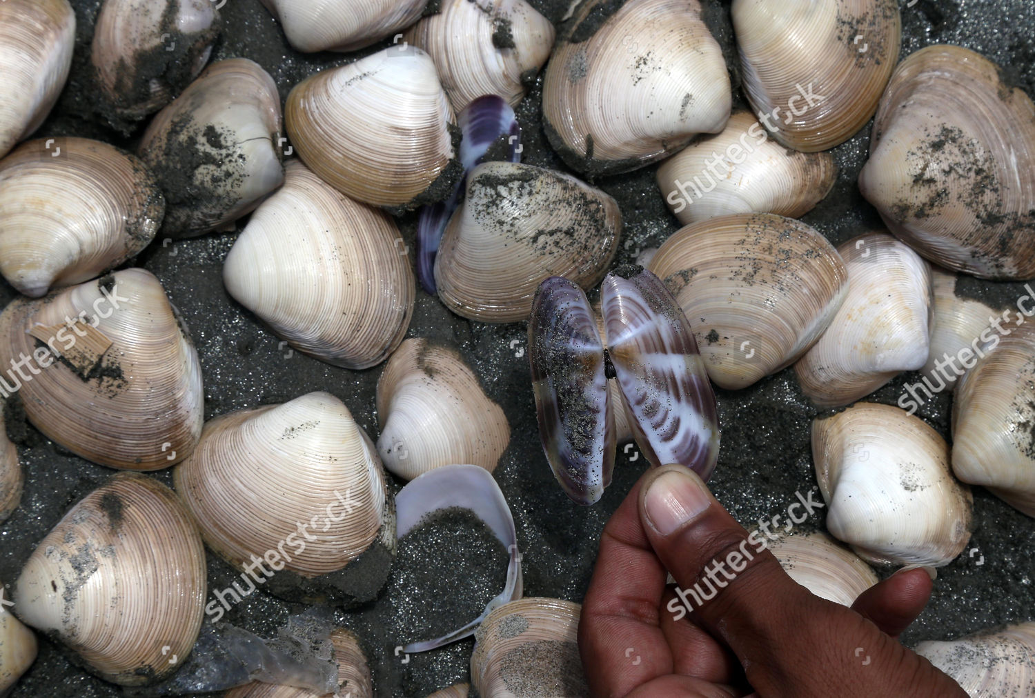 Pakistani Men Collect Sea Shells On Editorial Stock Photo - Stock Image ...