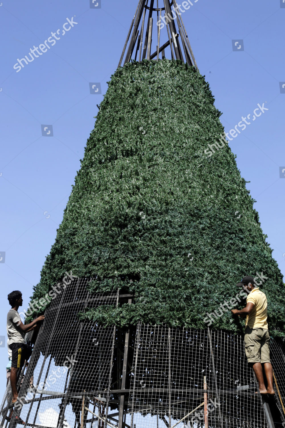 Workers Prepare Giant Christmas Tree Colombo Editorial Stock Photo ...