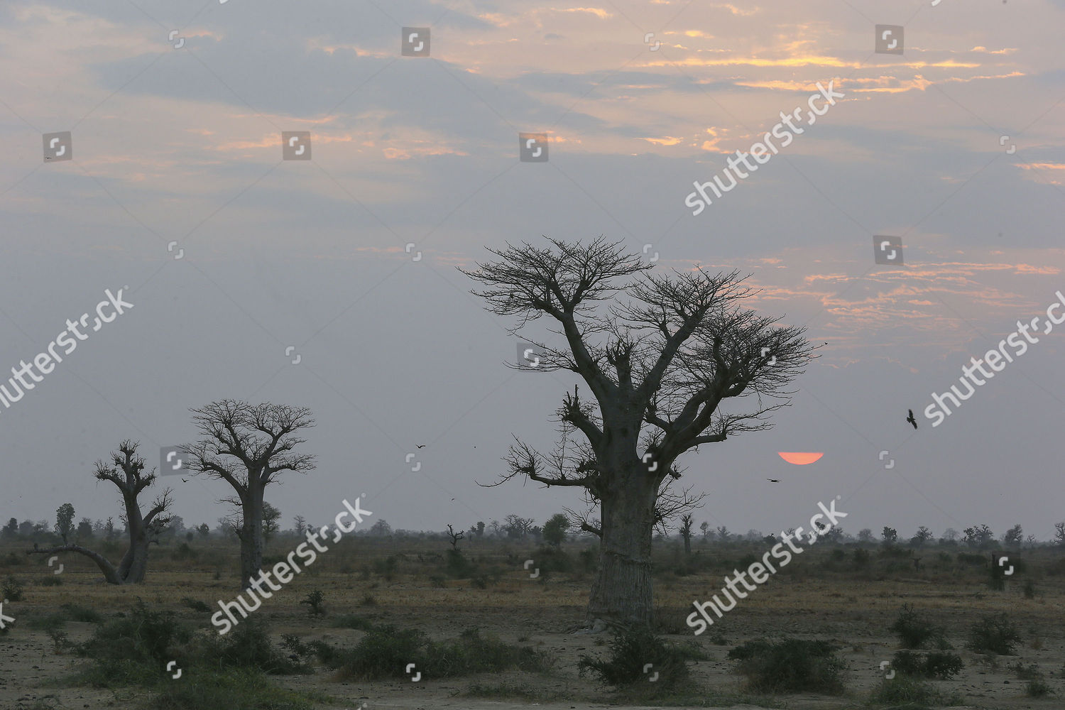 Birds Cicle Baobab Trees Sun Rises Editorial Stock Photo - Stock Image ...