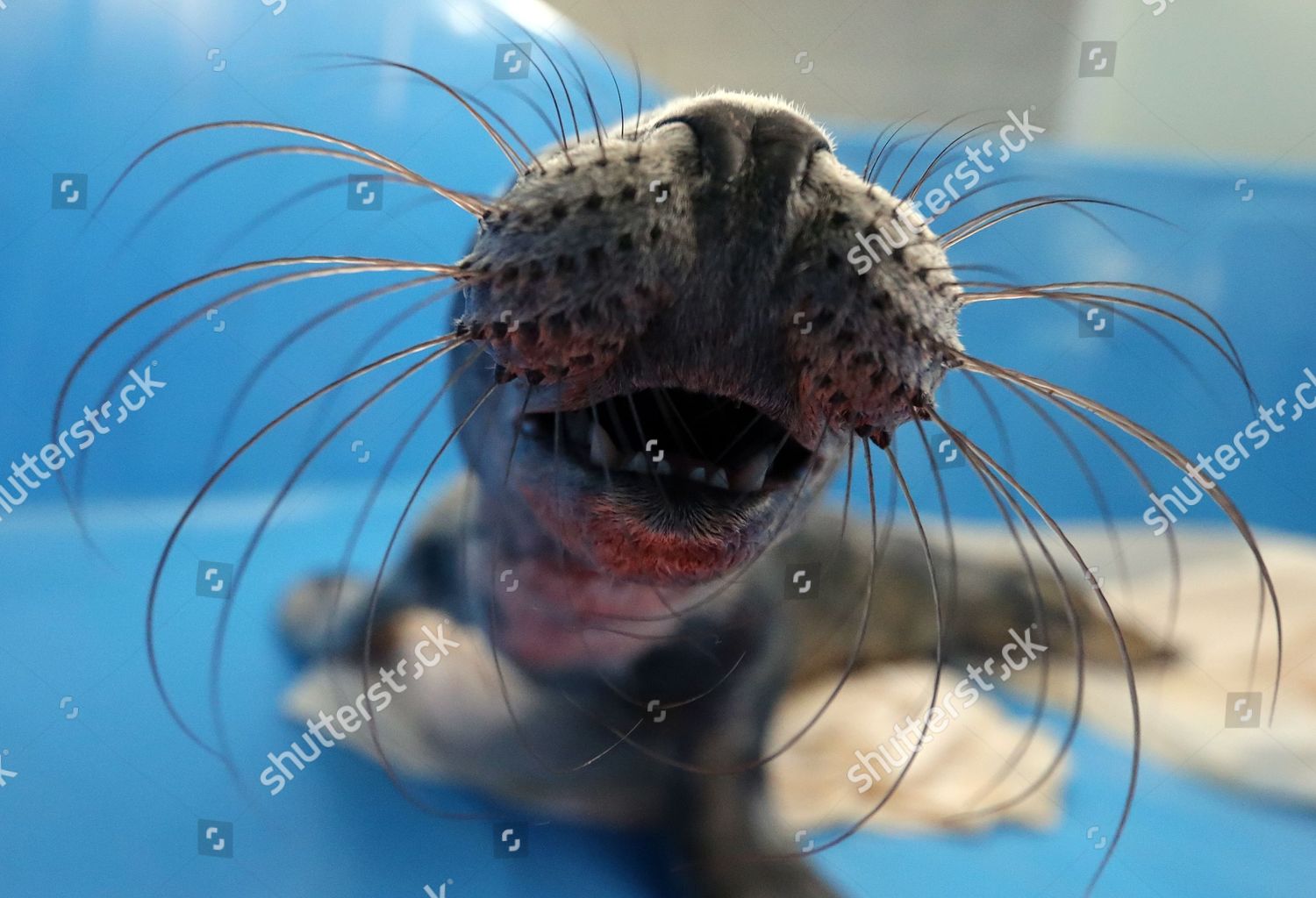 Closeup View Snout Seal Cub Sitting Editorial Stock Photo - Stock Image ...