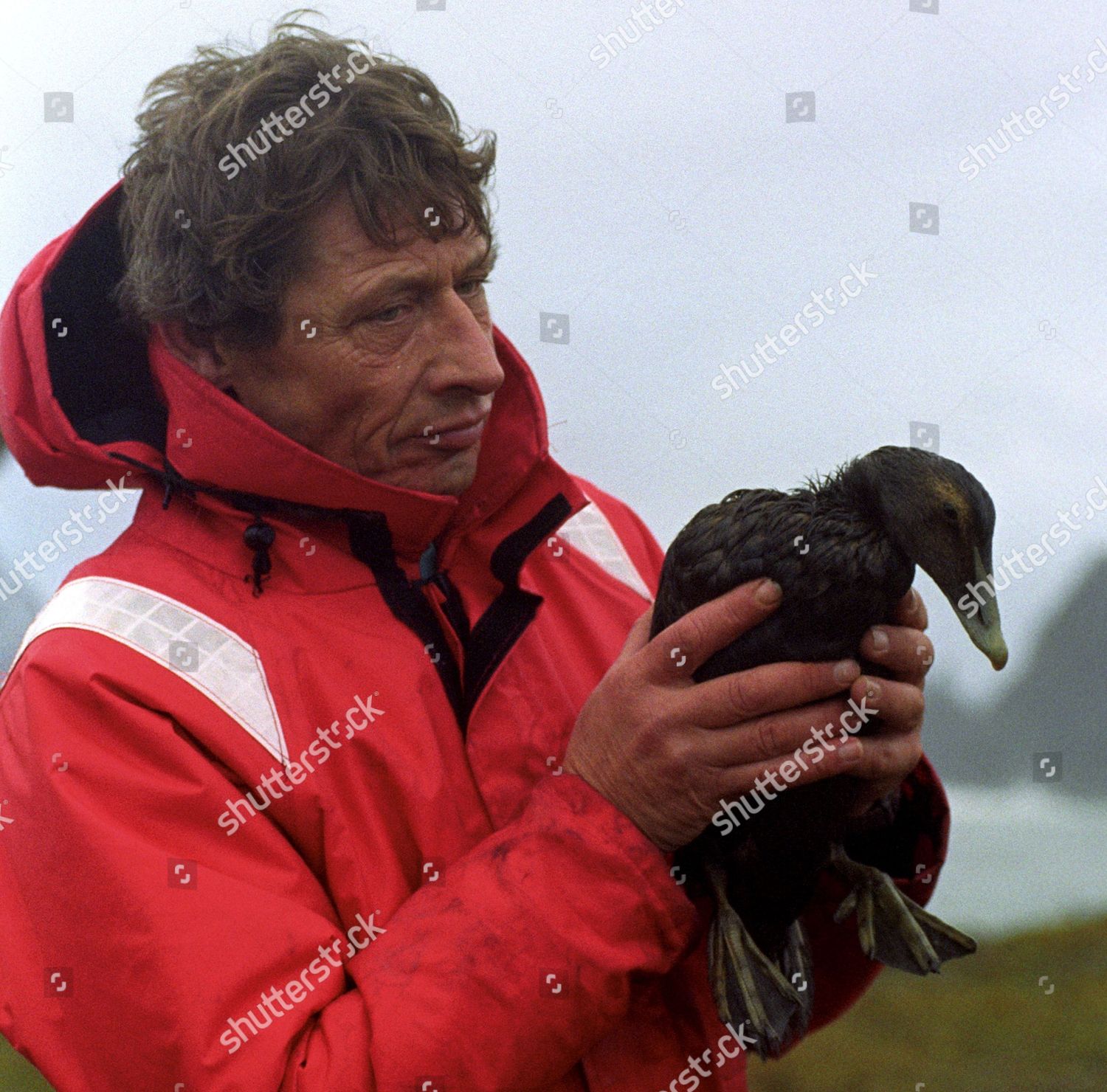 Wildlife Rescue Worker Holds Bird Victim Editorial Stock Photo - Stock ...