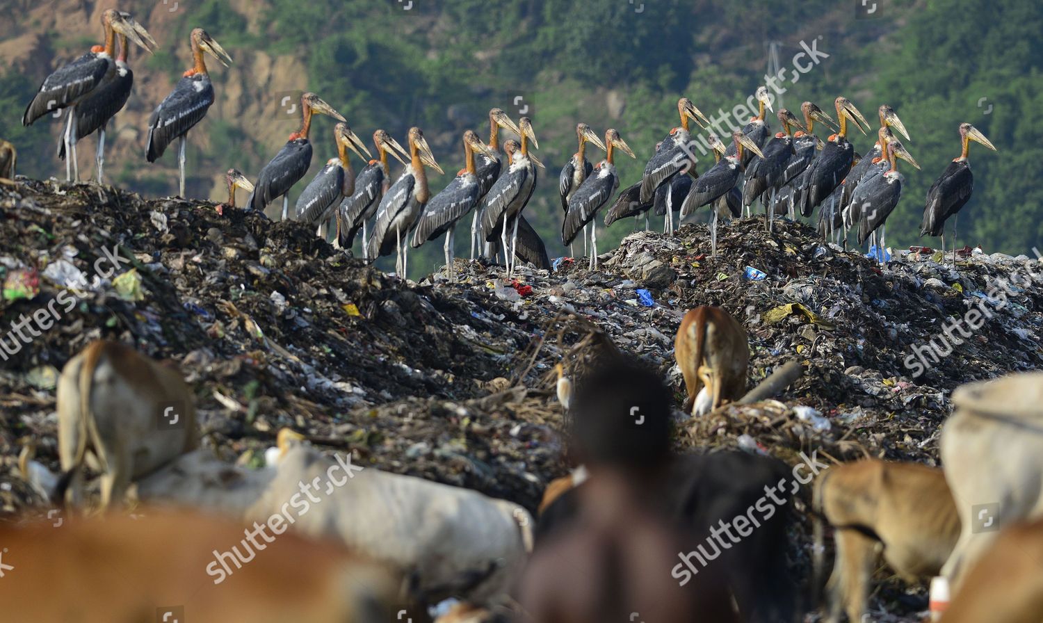 Adjutant Storks Wait Garbage Trucks Arrive Editorial Stock Photo ...