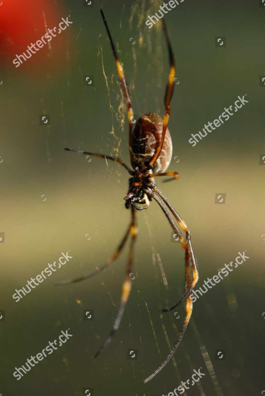 Golden Orb Weaver Spider Sydney Australia Editorial Stock Photo - Stock ...