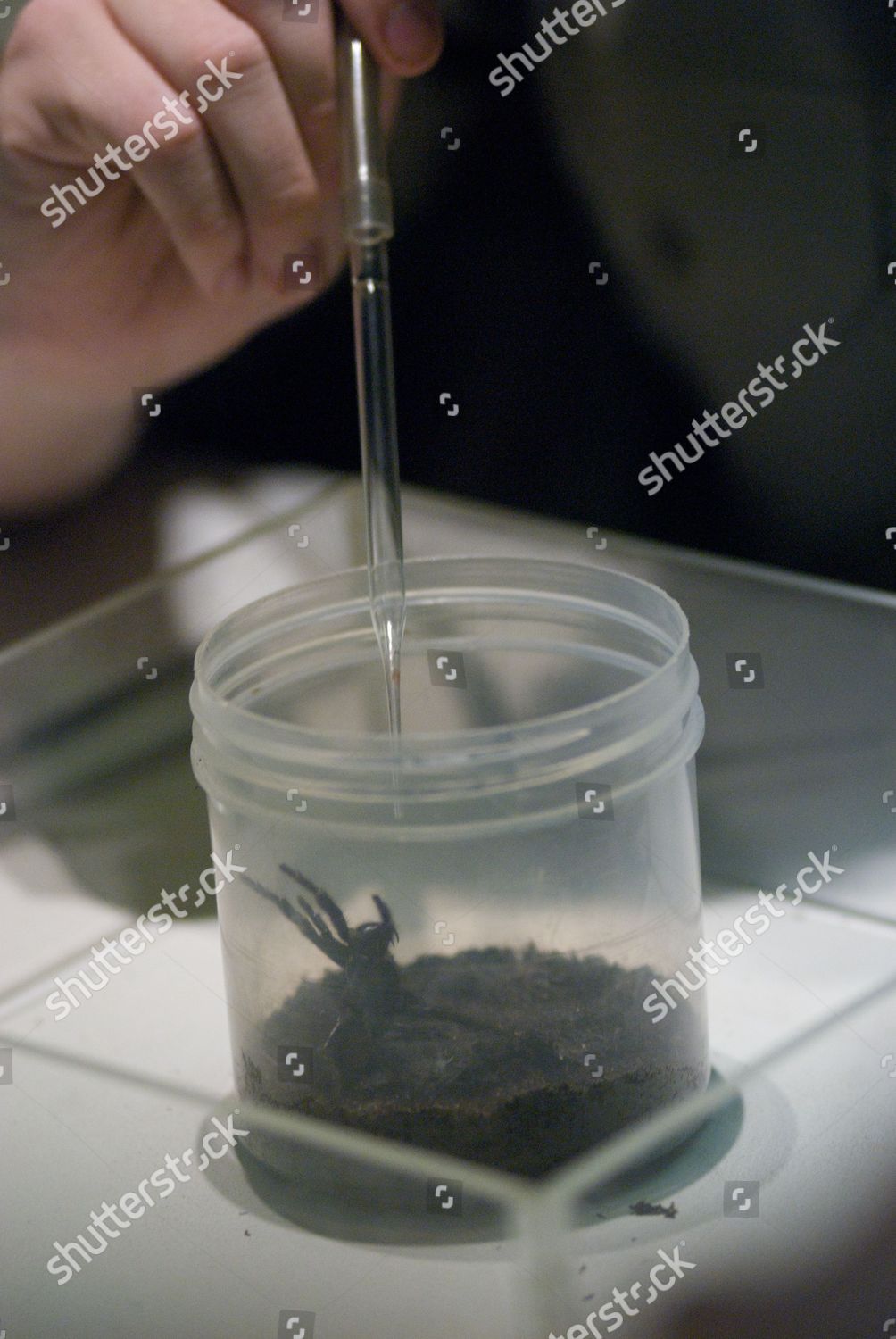 Funnel Web Spider Bares Fangs During Editorial Stock Photo - Stock ...