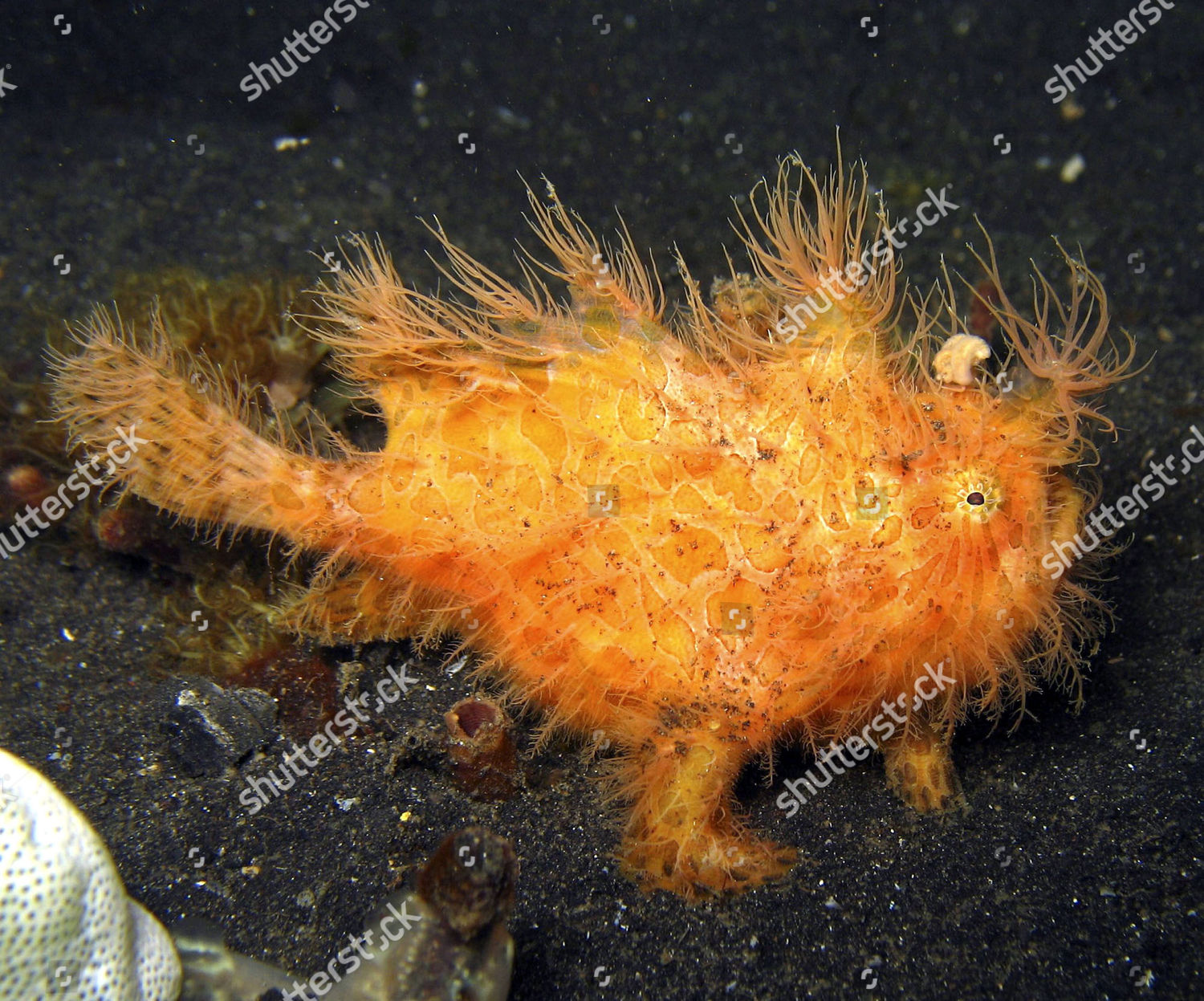 Hairy Frog Fish Editorial Stock Photo - Stock Image | Shutterstock