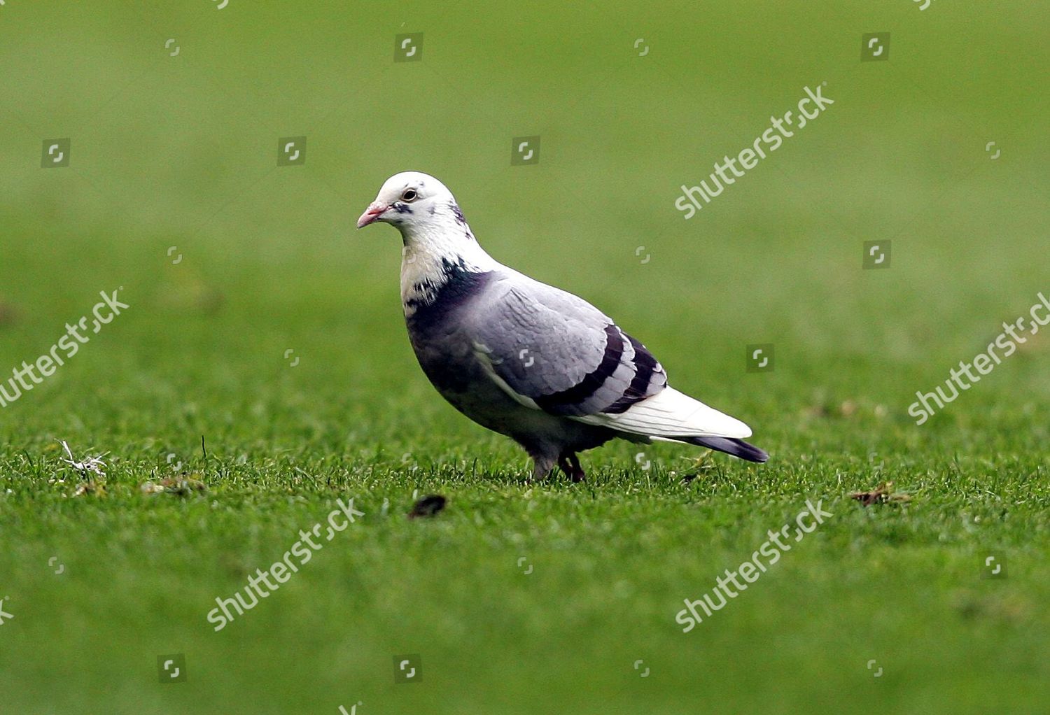 Pigeon Flies Onto Pitch Editorial Stock Photo - Stock Image | Shutterstock