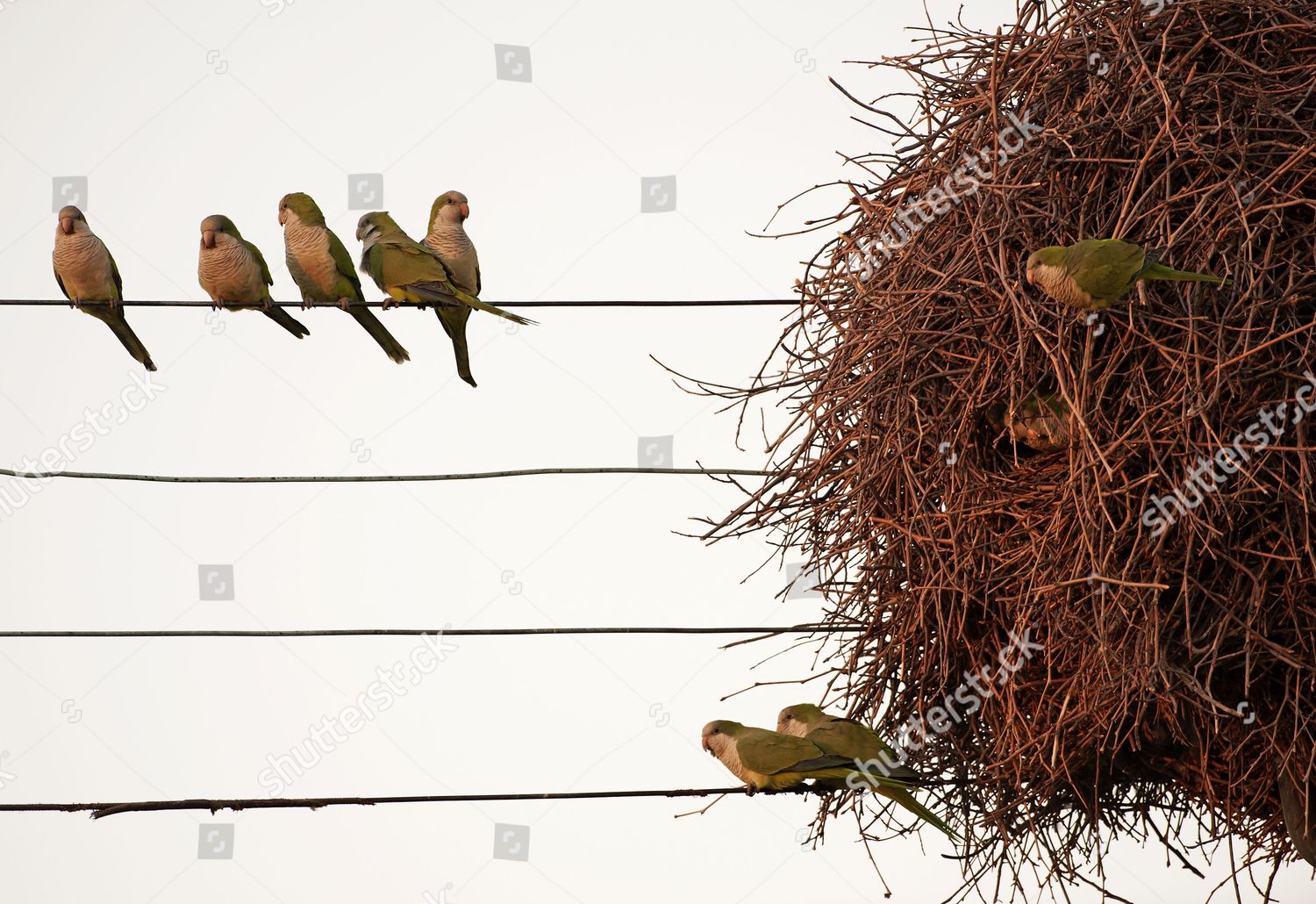 Parakeets Nest Editorial Stock Photo - Stock Image | Shutterstock