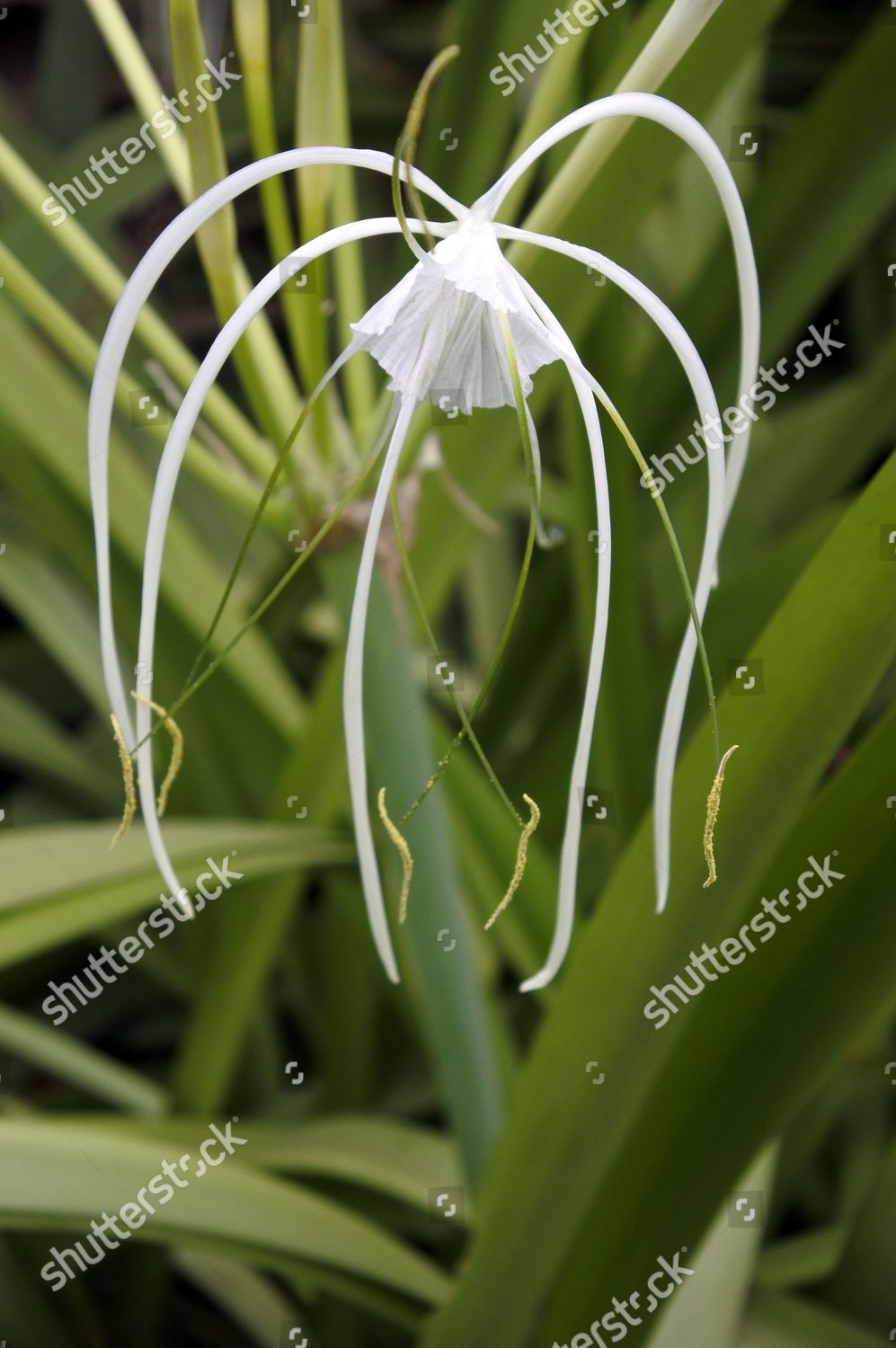 Common White Lilly Native Flower Fiji Editorial Stock Photo - Stock ...
