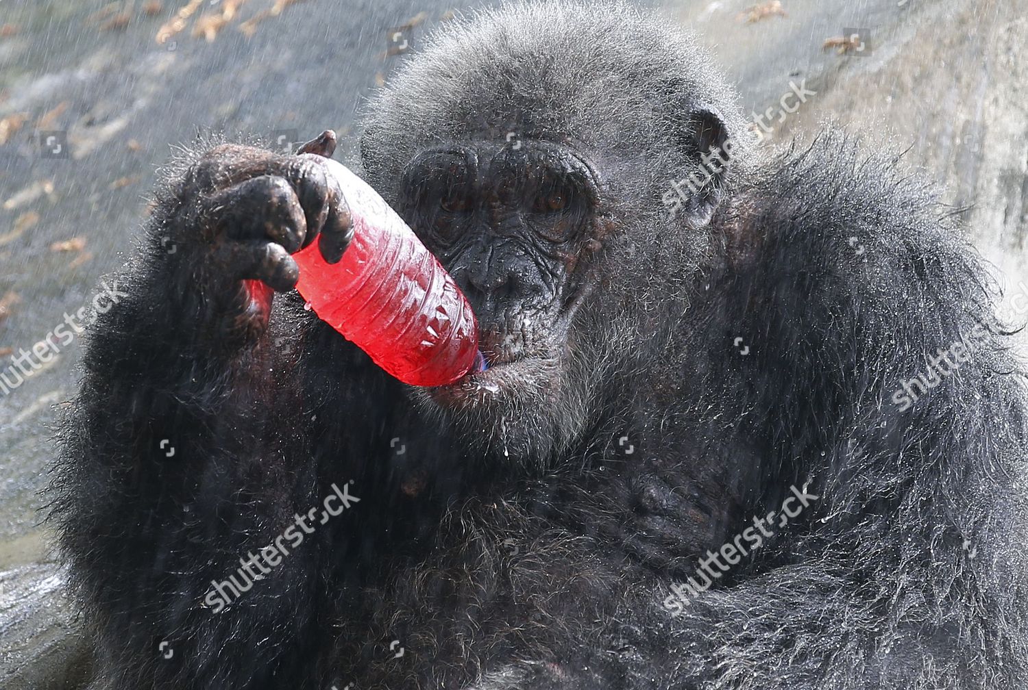 Chimpanzee Drinks Cold Fruit Juice Given Editorial Stock Photo - Stock Image | Shutterstock