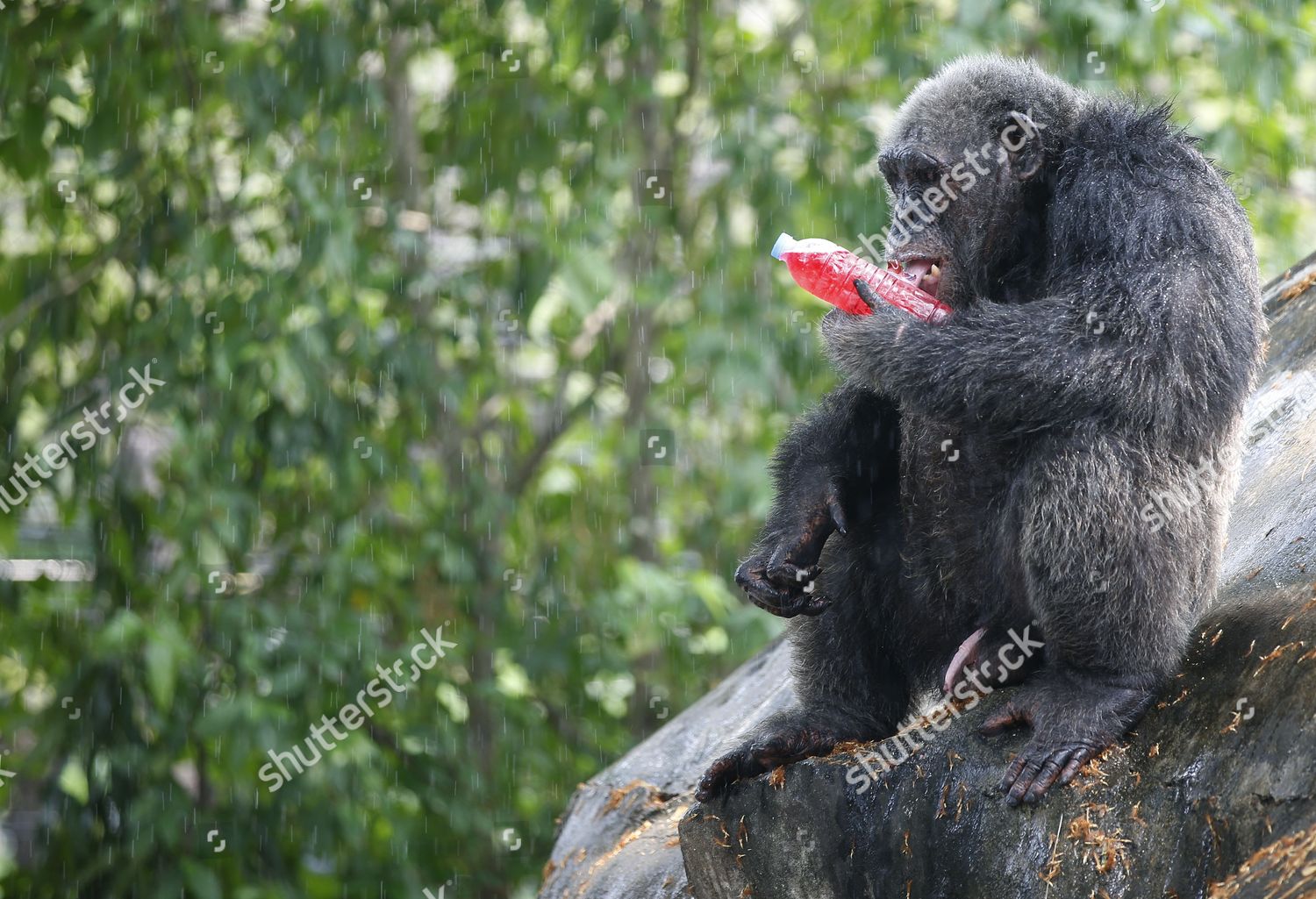 Chimpanzee Drinks Cold Fruit Juice Given Editorial Stock Photo - Stock Image | Shutterstock