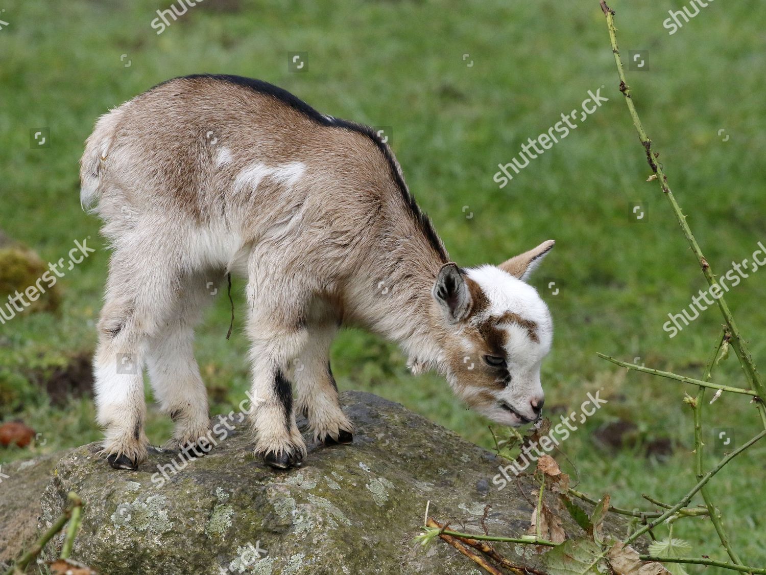 One Week Old Pygmy Goat Jumps Editorial Stock Photo - Stock Image ...