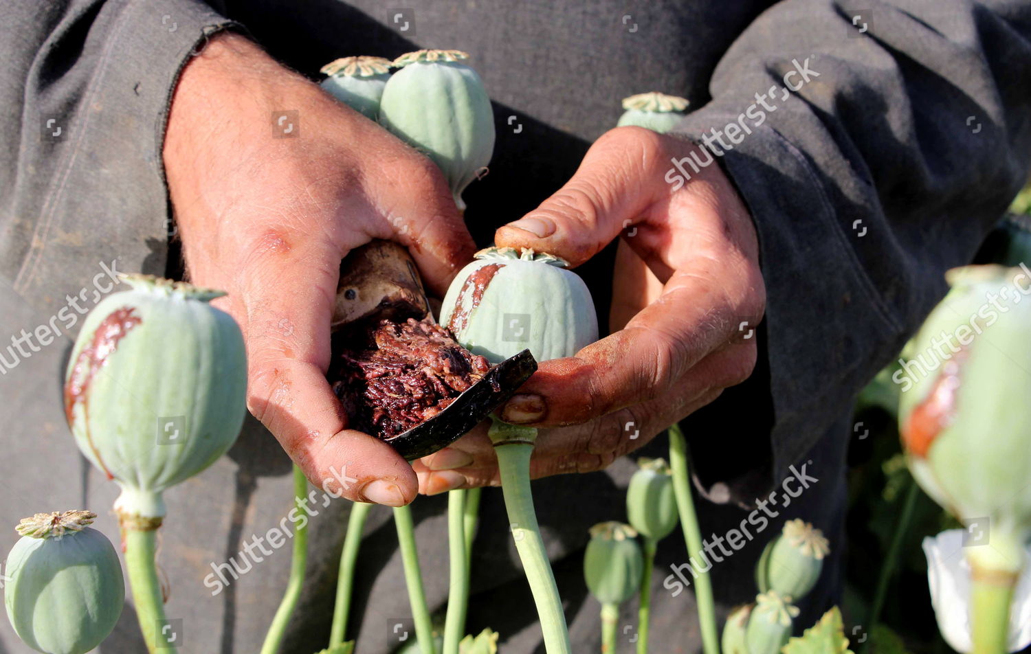 Afghan Farmer Extracts Raw Opium Poppy Editorial Stock Photo - Stock ...