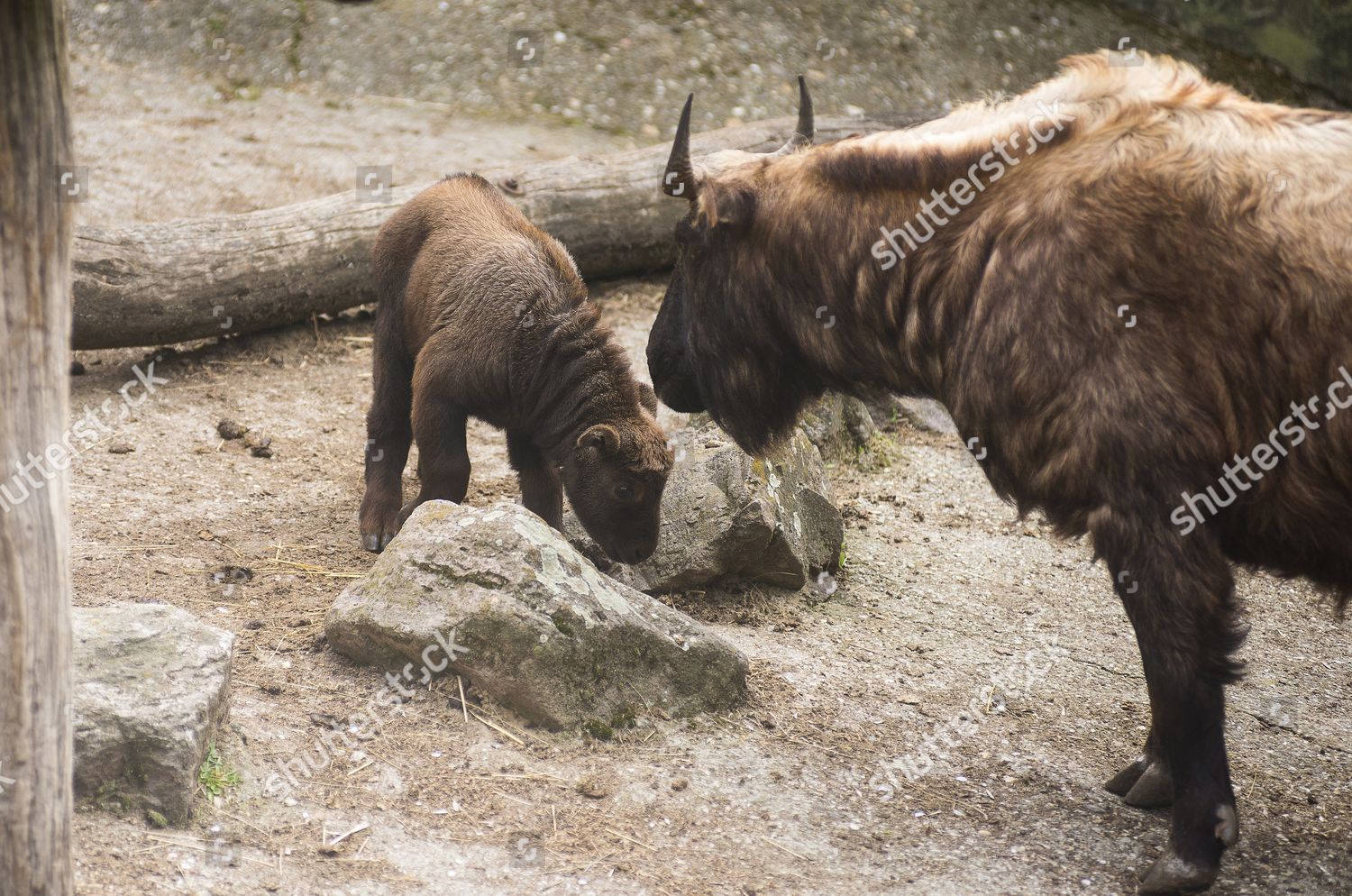 Threeweekold Takin Calf Budorcas Taxicolor Taxicolor Editorial Stock ...