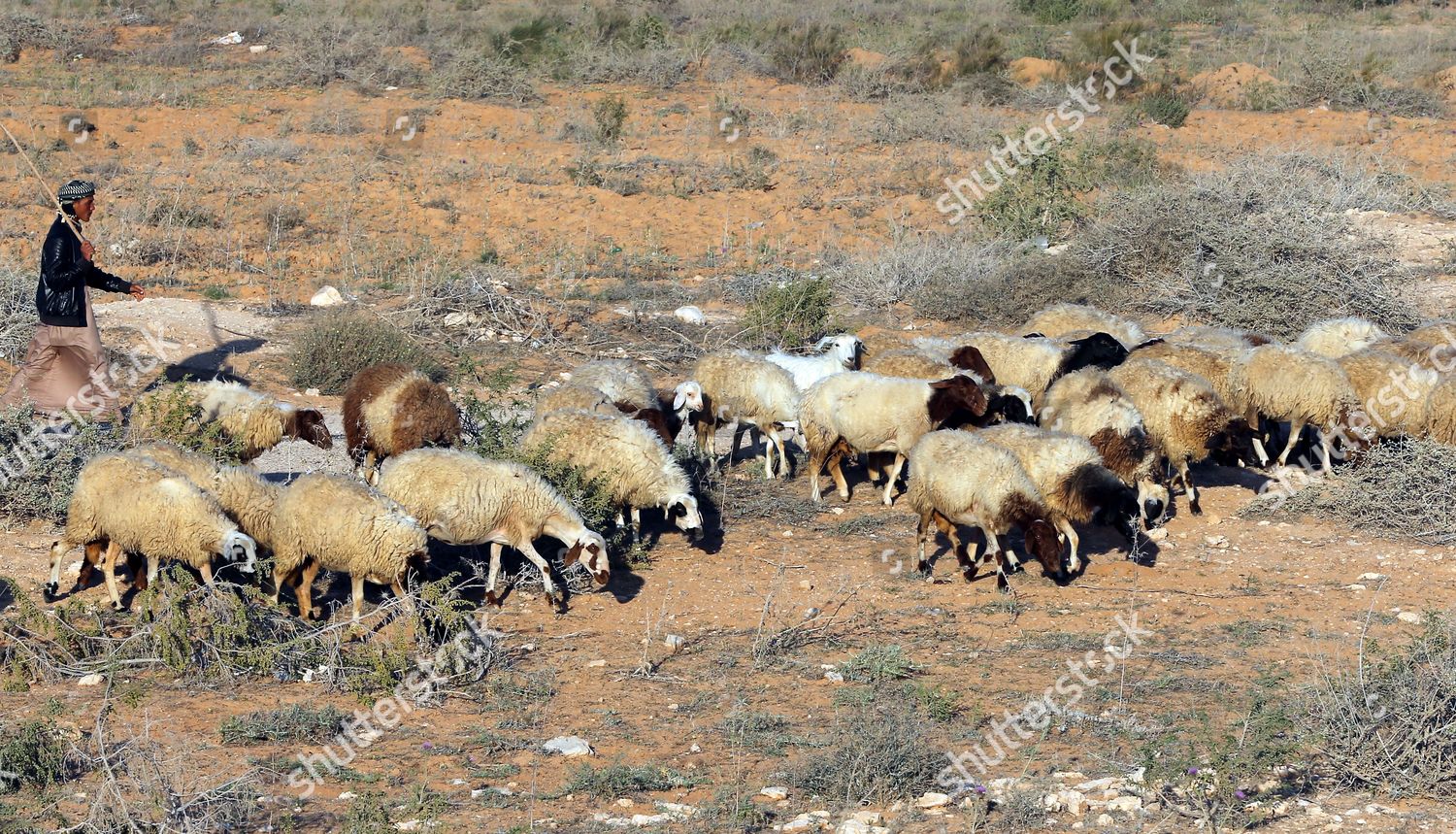 Egyptian Herders Guide Their Sheep Through Editorial Stock Photo ...