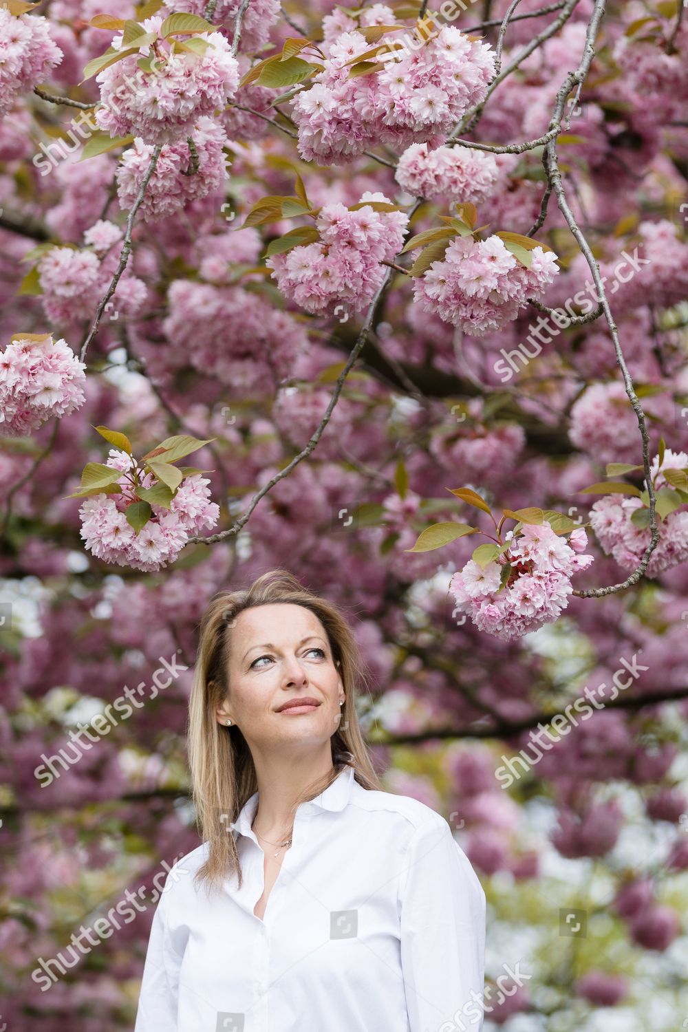 Elizabeth Cooper Enjoys Cherry Blossom Greenwich Editorial Stock Photo ...
