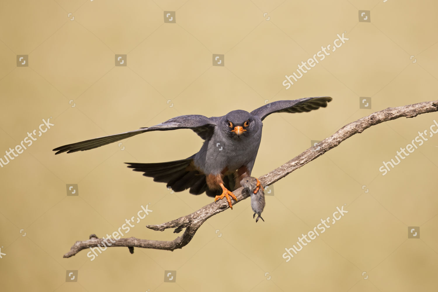 Redfooted Falcon M Falco Vespertinus Landing Editorial Stock Photo ...