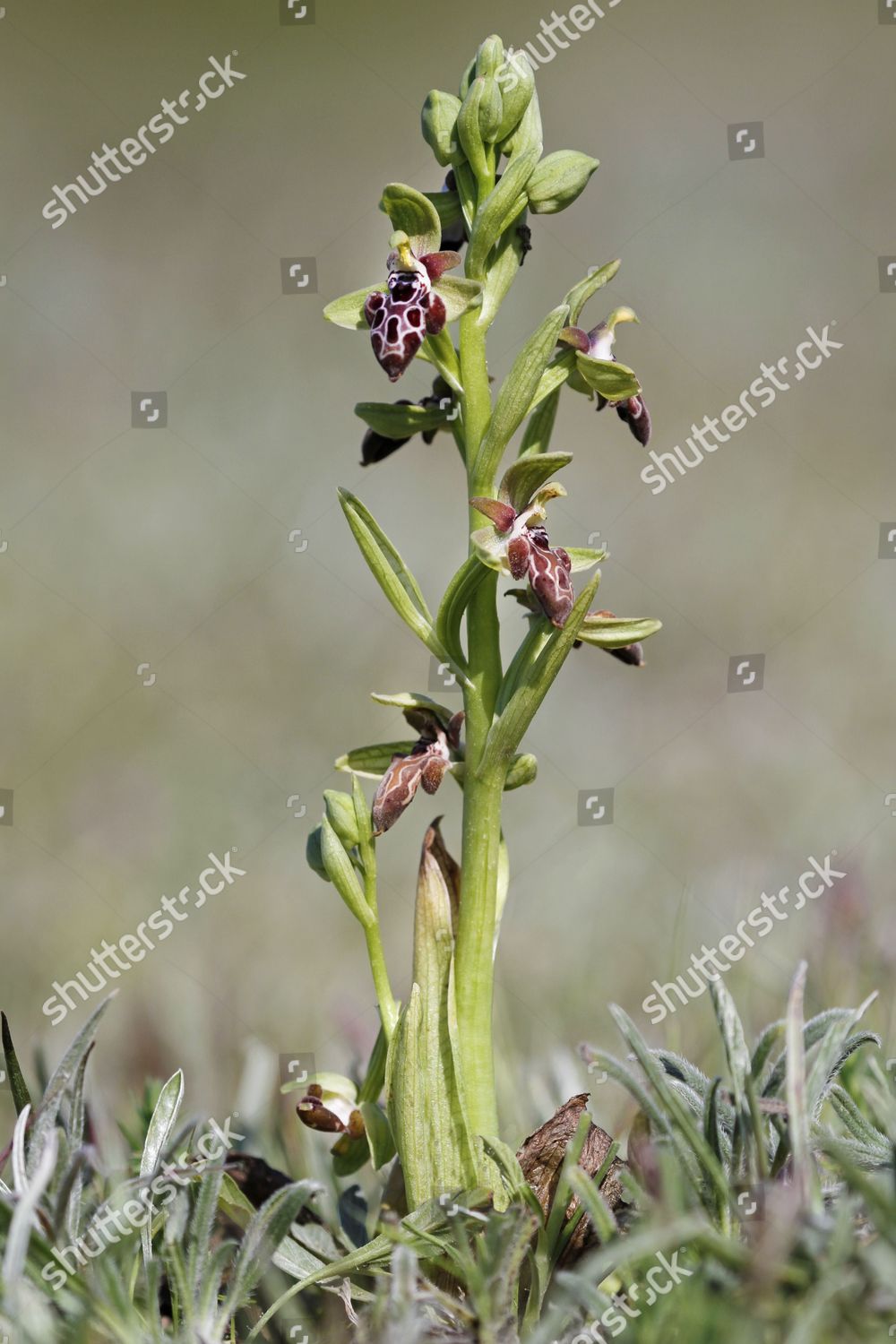 Cyprus Bee Orchid Ophrys Kotschyi Close Editorial Stock Photo - Stock ...