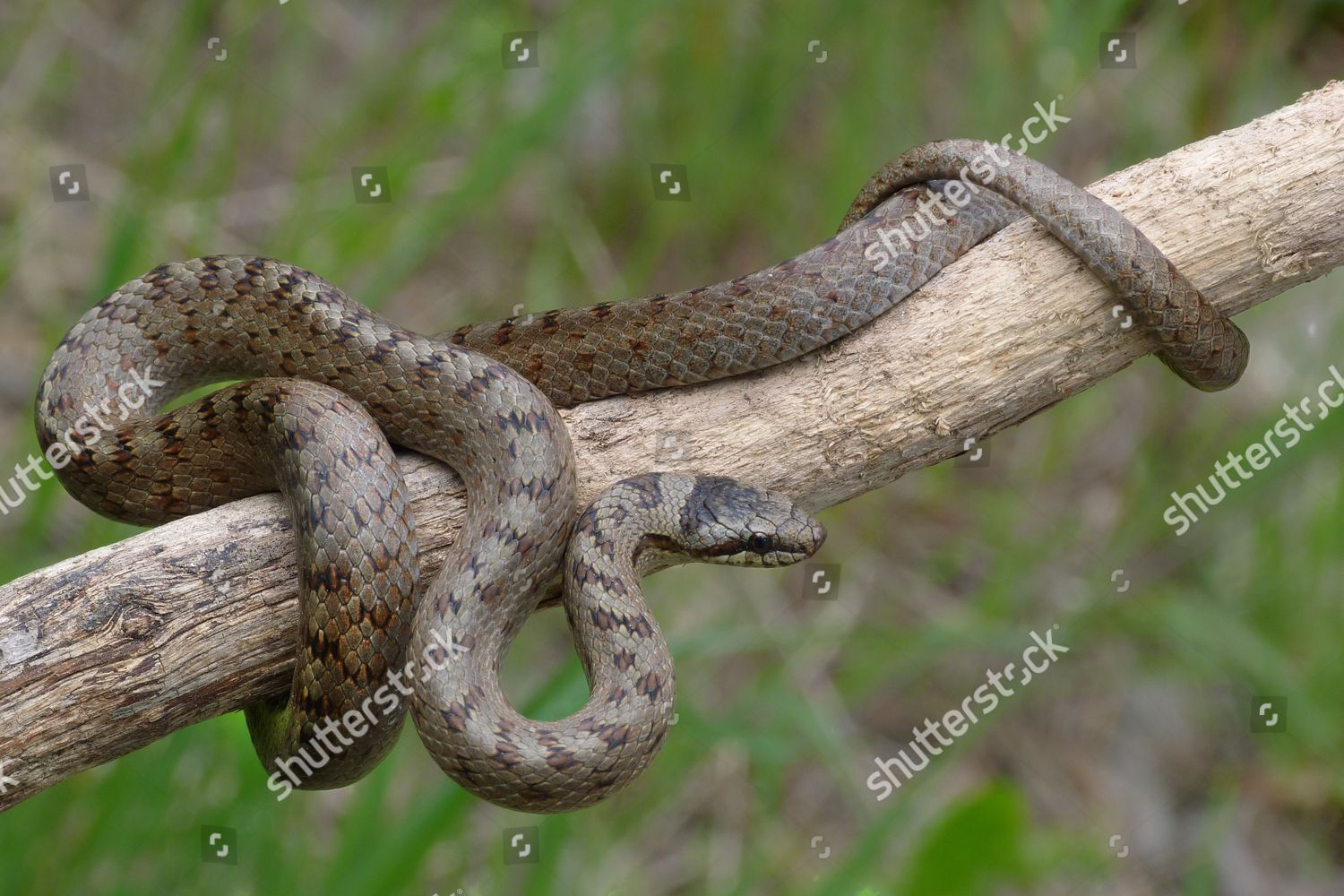 Southern Smooth Snake Coronella Austriaca Adult Editorial Stock Photo ...