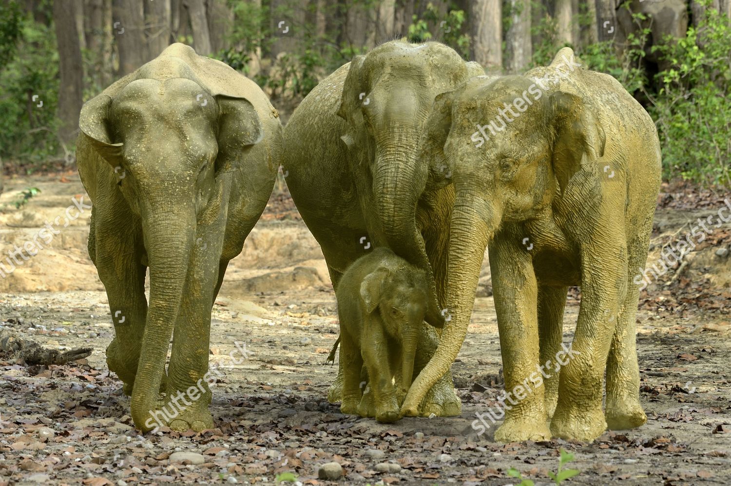 Adult Cow Elephants Leading Calf After Editorial Stock Photo - Stock ...