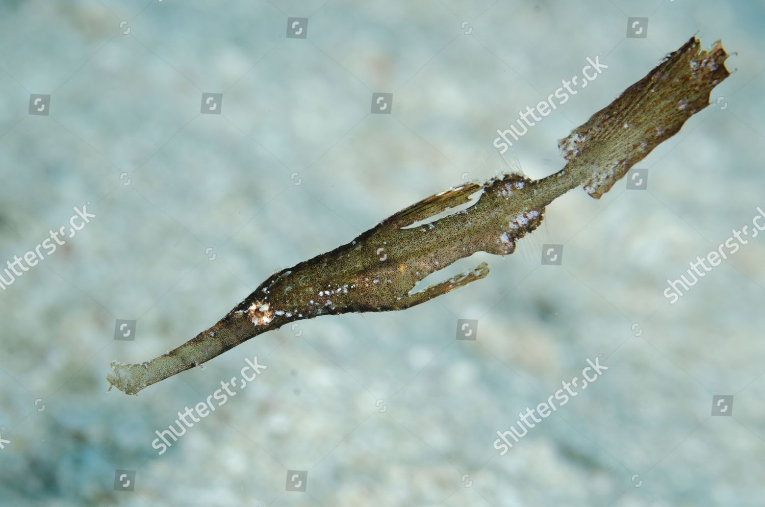 Robust Ghost Pipefish Solenostomus Cyanopterus On Editorial Stock Photo ...