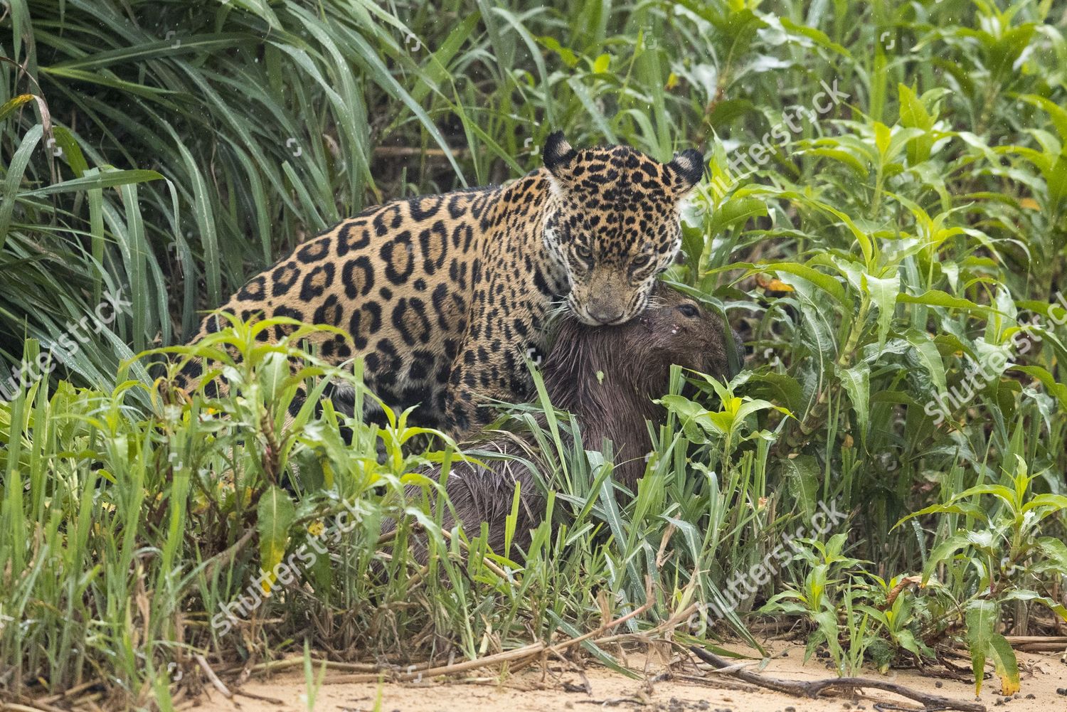 Jaguar Panthera Onca Palustris Adult Killing Editorial Stock Photo ...