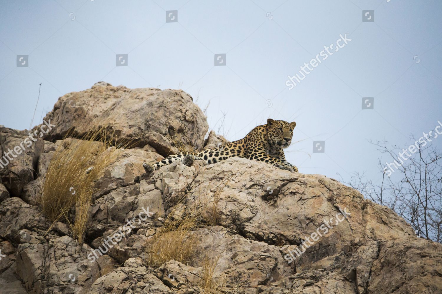 Indian Leopard Panthera Pardus Fusca Adult Editorial Stock Photo ...