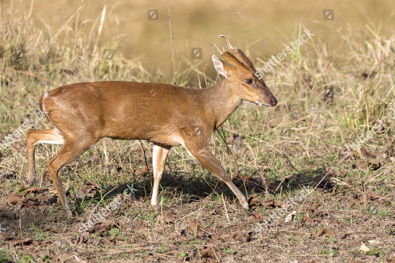 Indian Muntjac Muntiacus Muntjak Adult Male Editorial Stock Photo ...
