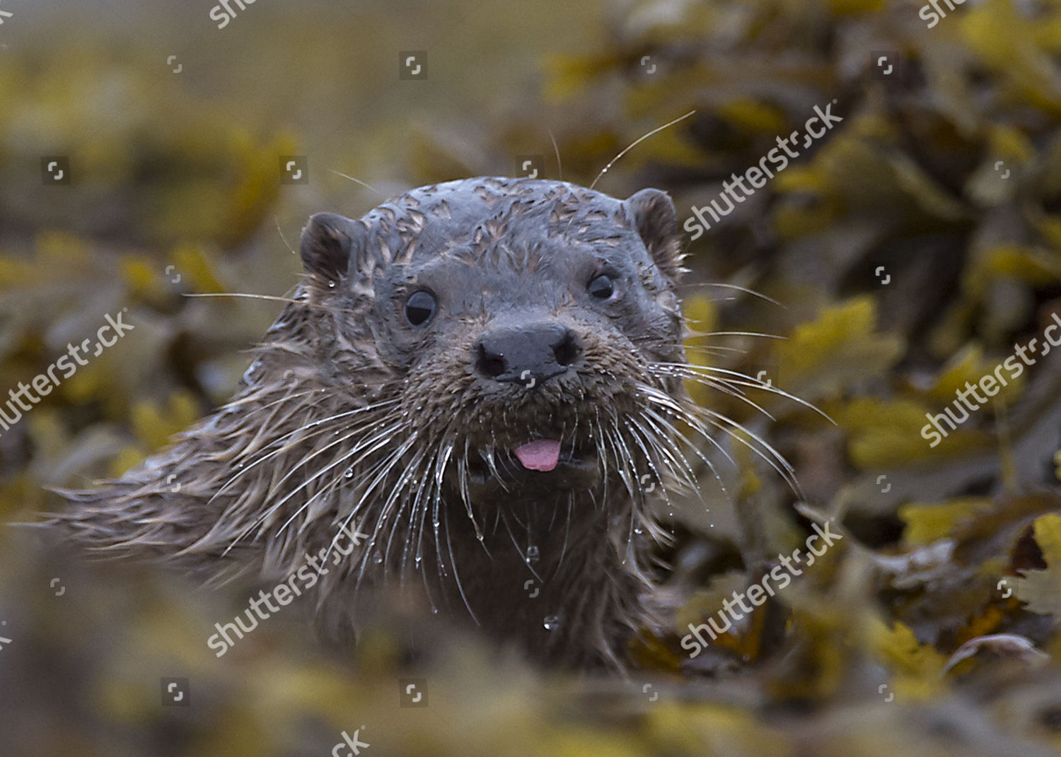 Otter Lutra Lutra Scottish Coastal Otter Editorial Stock Photo - Stock ...
