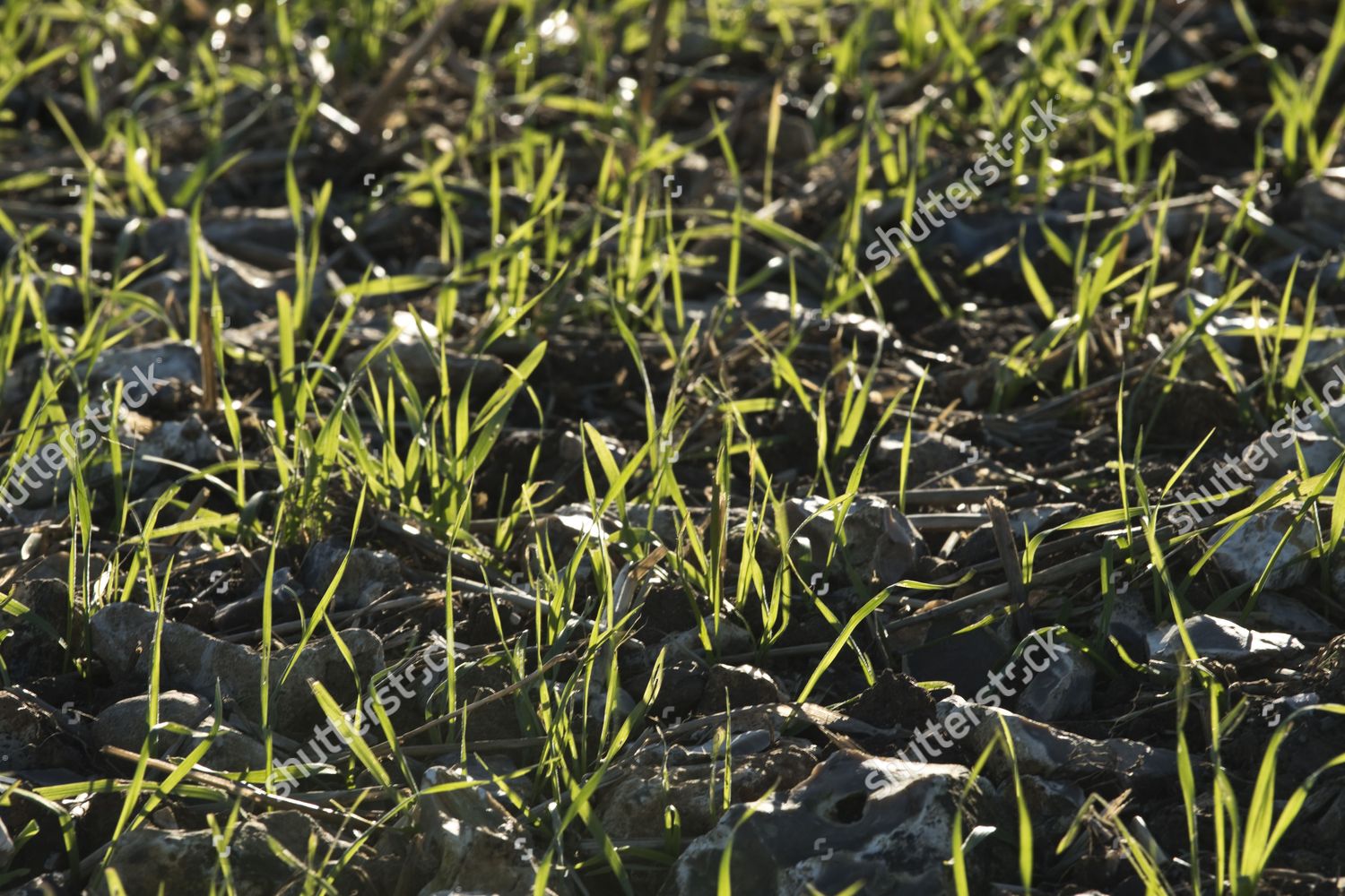 Seedling Winter Wheat Crop Emerging On Editorial Stock Photo - Stock ...
