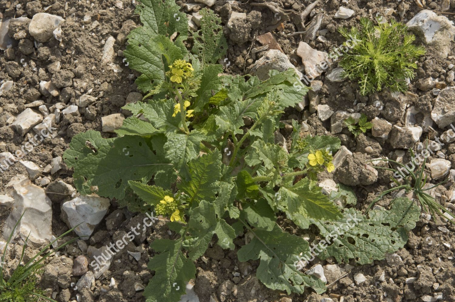 Short Charlock Sinapsis Arvensis Flowering Weed Editorial Stock Photo ...