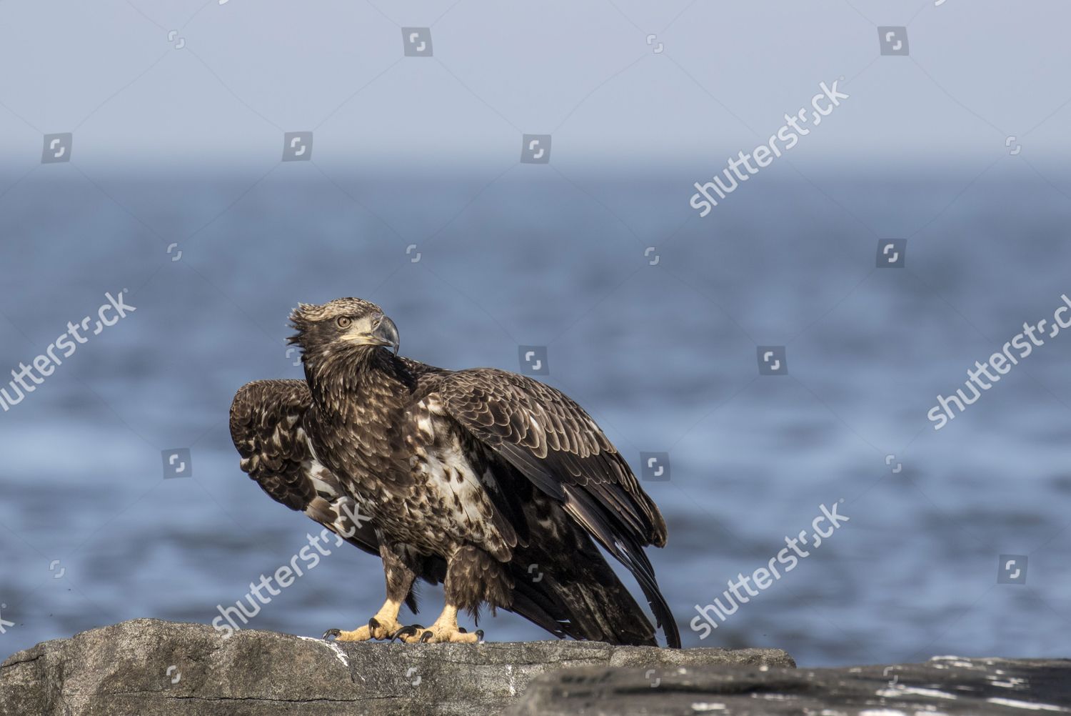 Bald Eagle Juvenile 2nd Year Bird Editorial Stock Photo - Stock Image ...