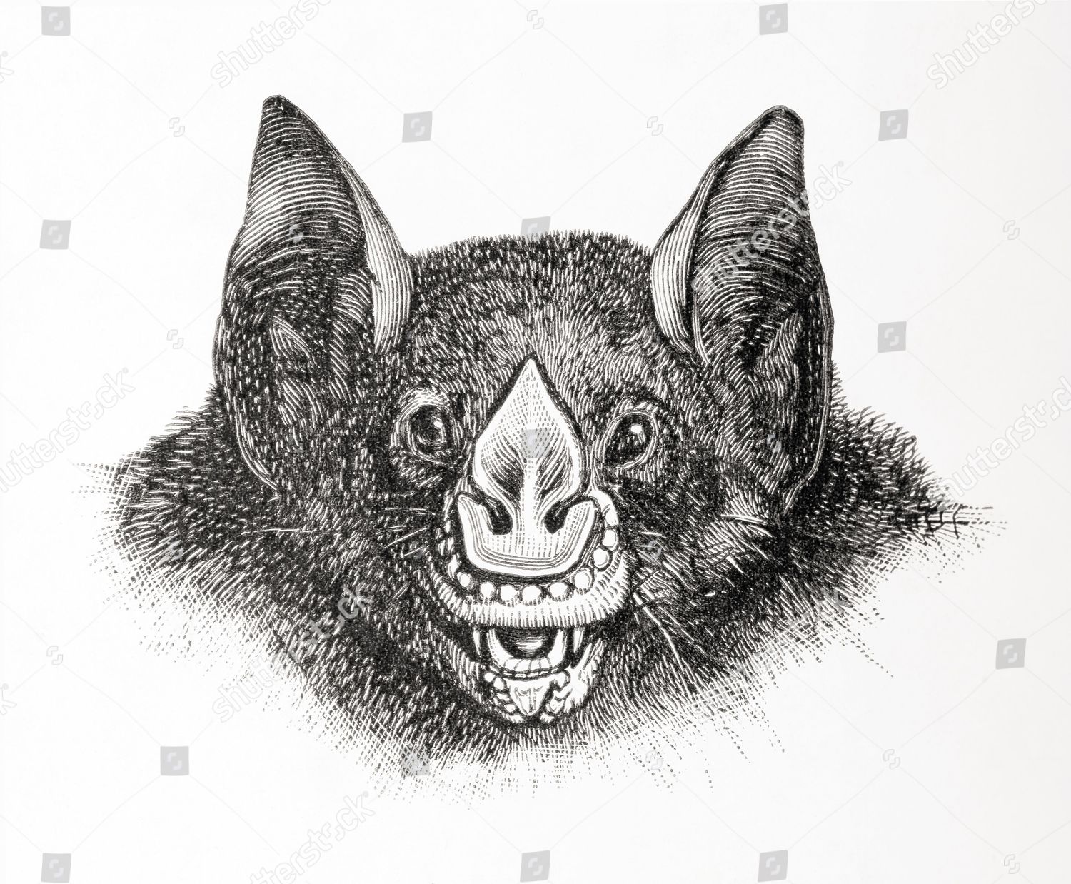 Spectral Bat Vampyrum Spectrum Aka False Editorial Stock Photo - Stock ...