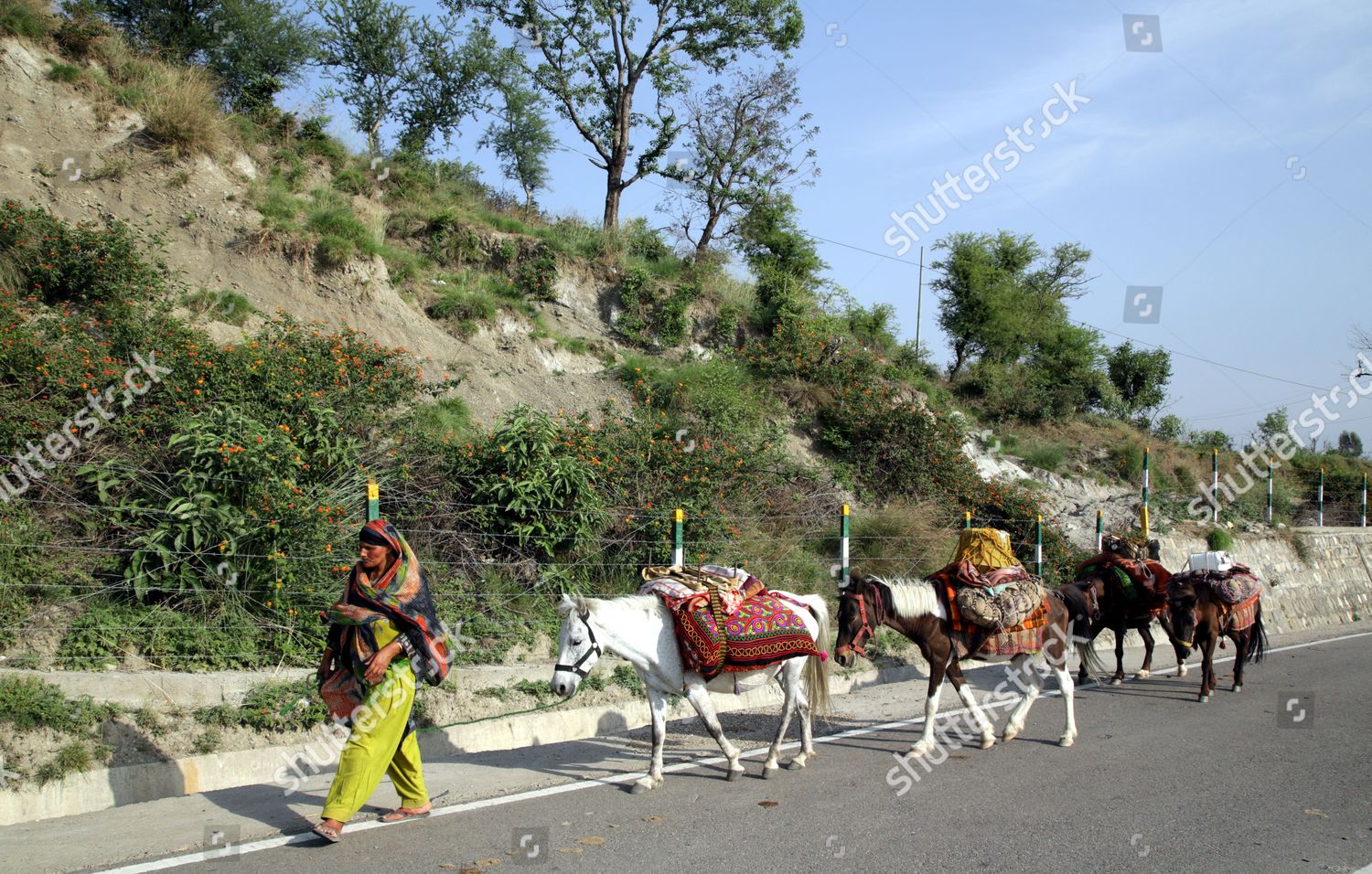 Indian Woman Bakarwal Community Leads Horses Editorial Stock Photo ...