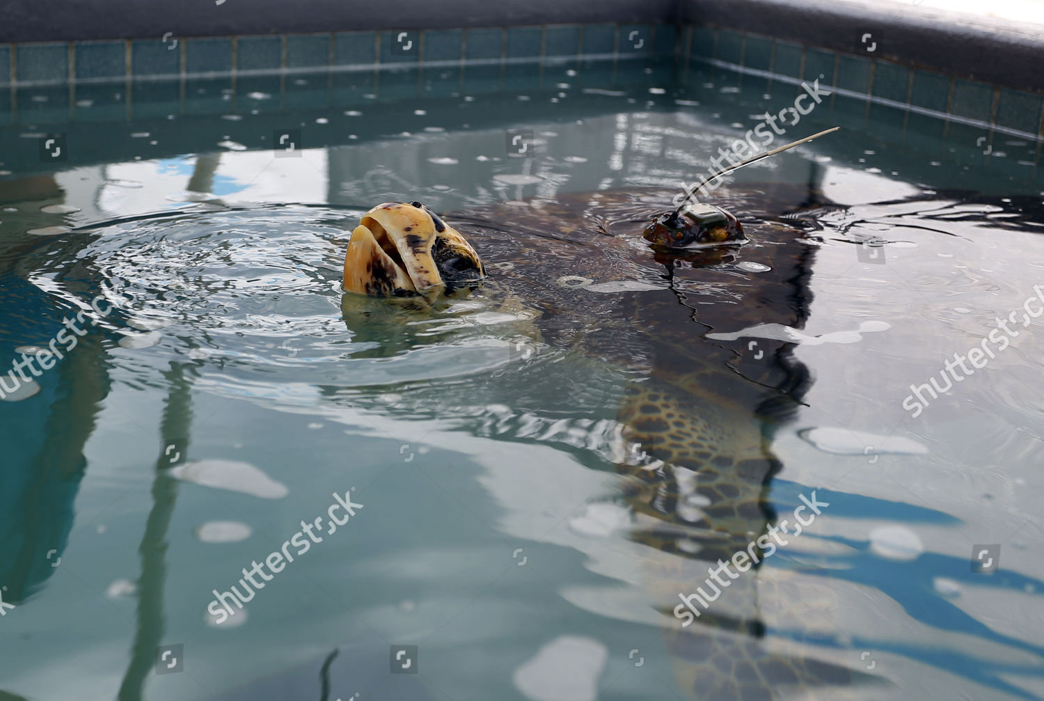One Few Remaining Carey Turtles Eretmochelys Editorial Stock Photo ...