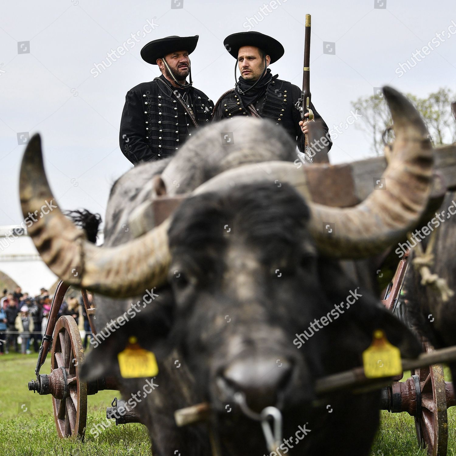 Traditionkeepers Dressed Outlaws Sit On Buffalo Editorial Stock Photo ...
