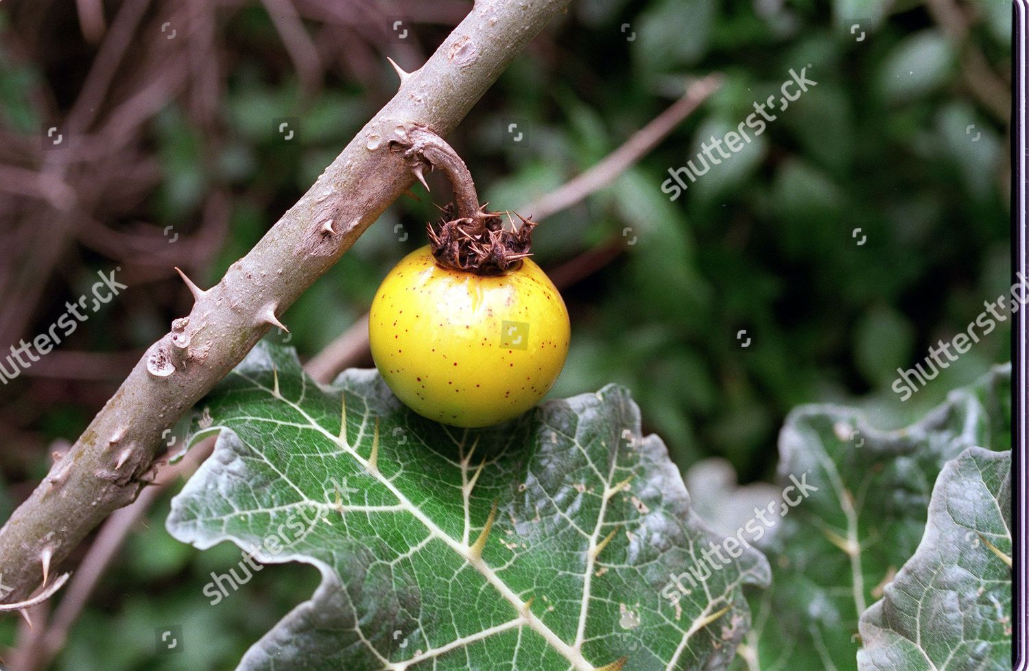 Sodom Apple Editorial Stock Photo - Stock Image | Shutterstock