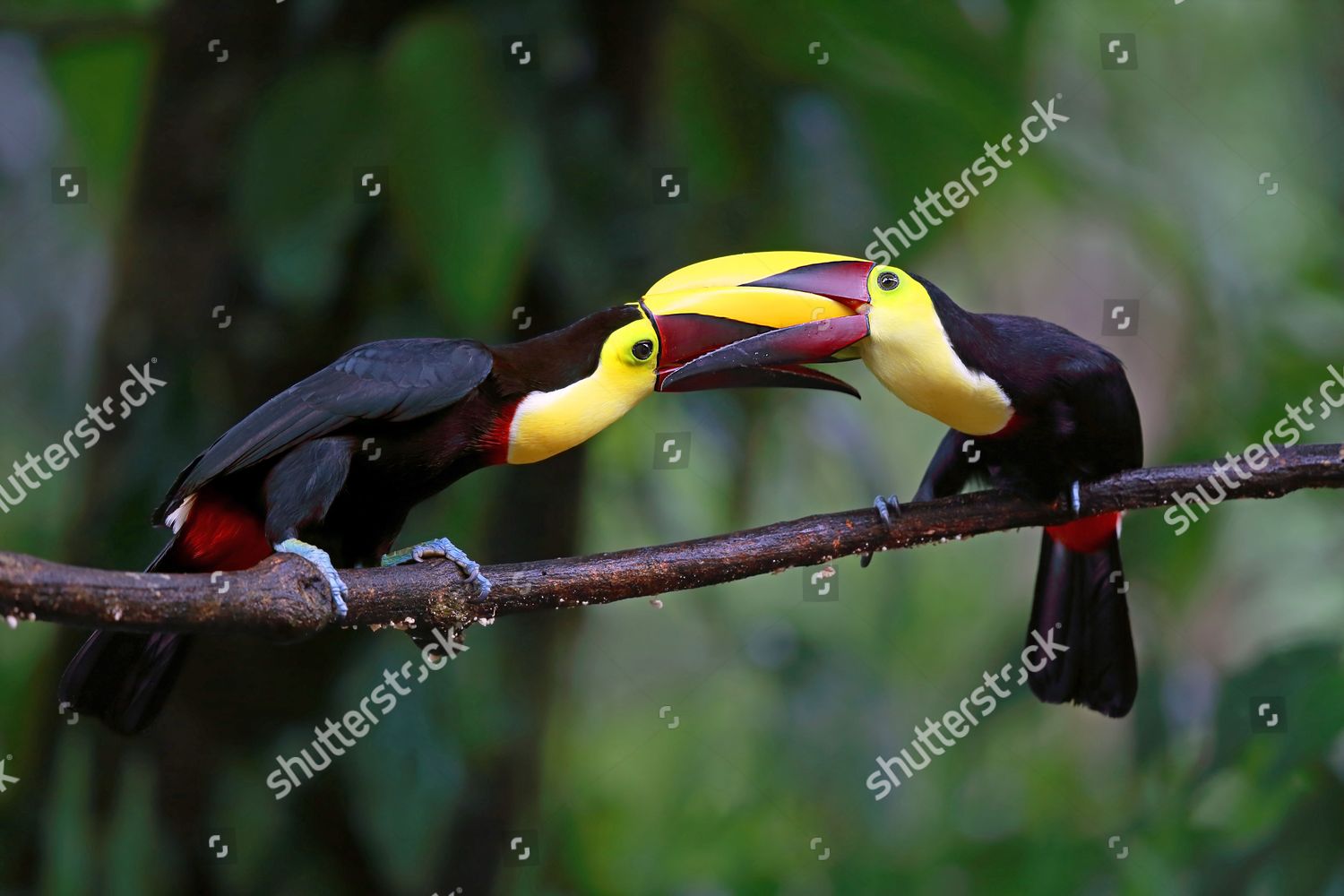Toucans Fighting Editorial Stock Photo - Stock Image | Shutterstock
