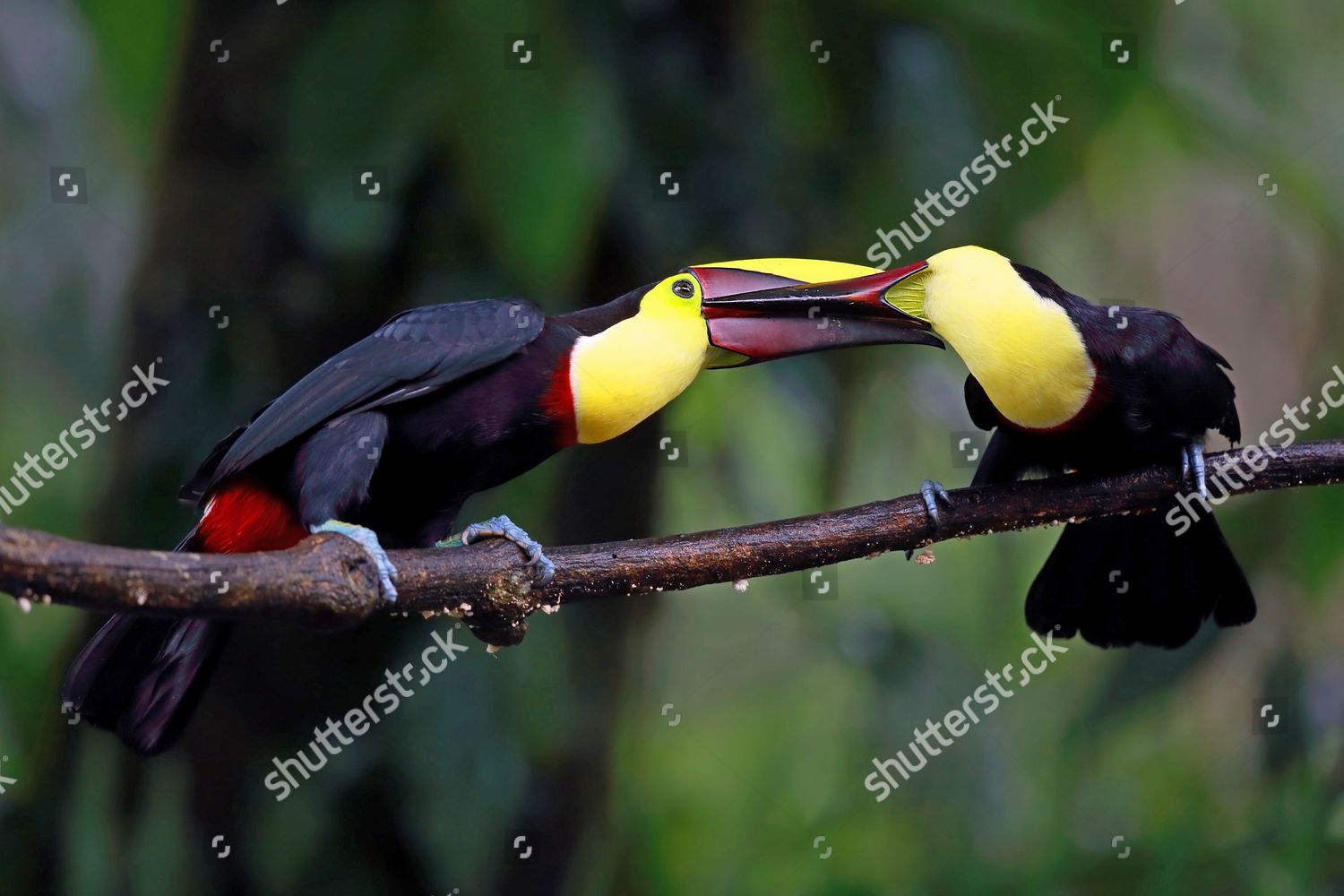 Toucans Fighting Editorial Stock Photo - Stock Image | Shutterstock
