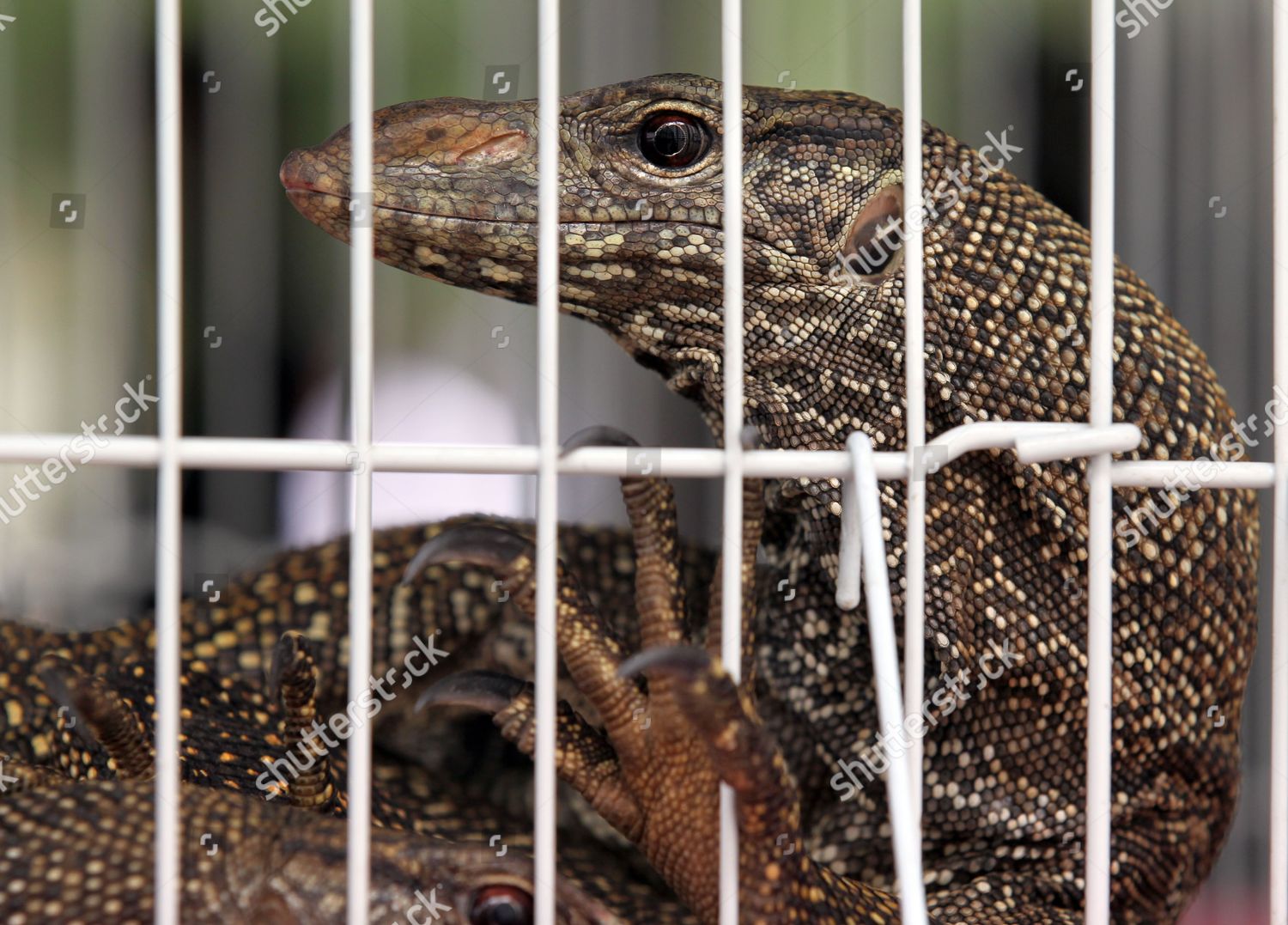 Confiscated Monitor Lizards Seen Inside Cage Editorial Stock Photo ...