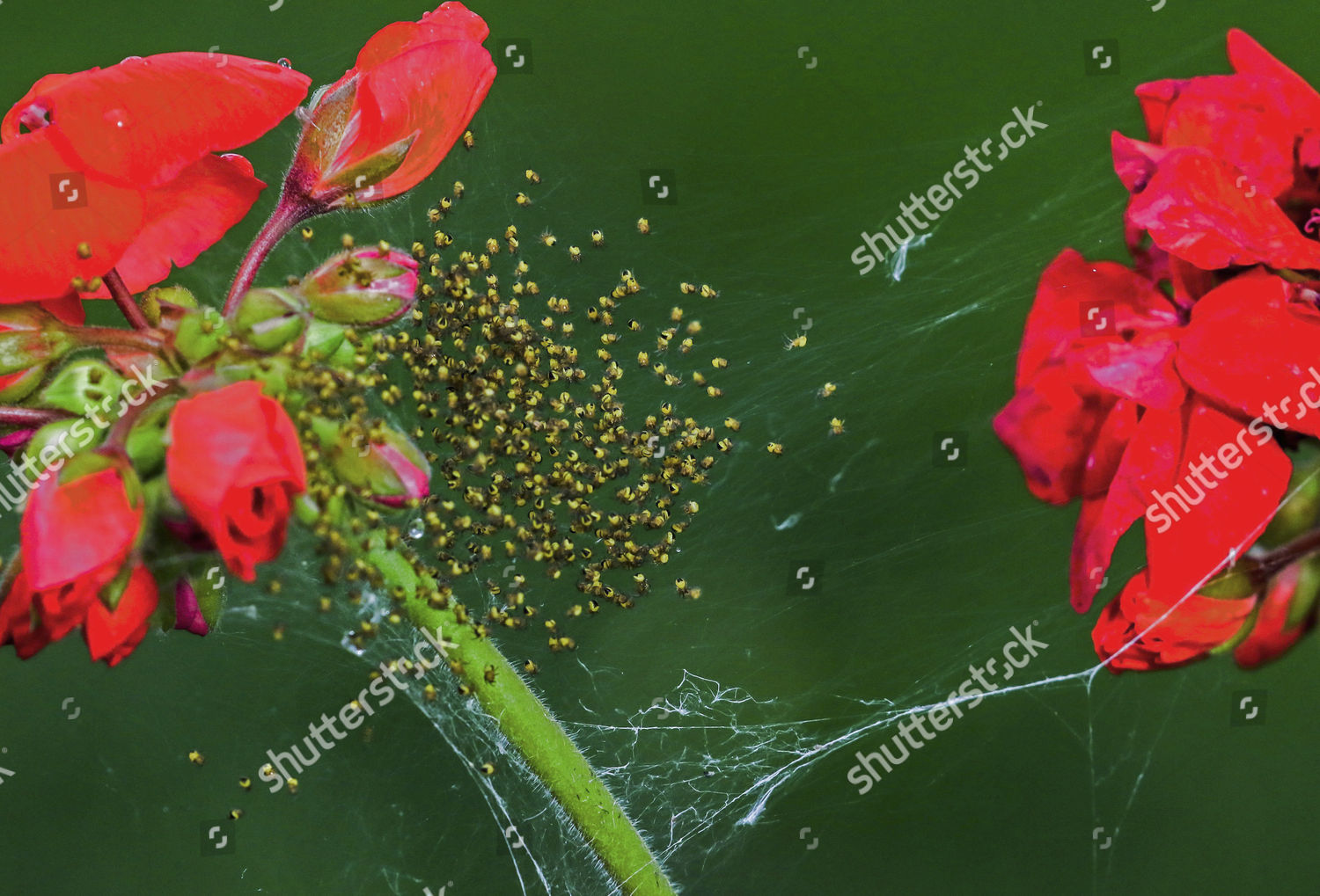Newly Hatched Crowned Orb Weaver Araneus Editorial Stock Photo - Stock ...