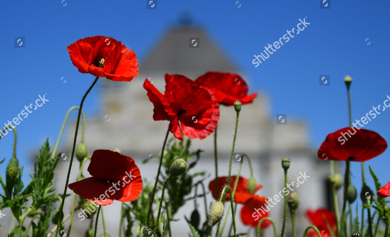 Poppy Flowers Seen Shrine Remembrance On Editorial Stock Photo - Stock ...