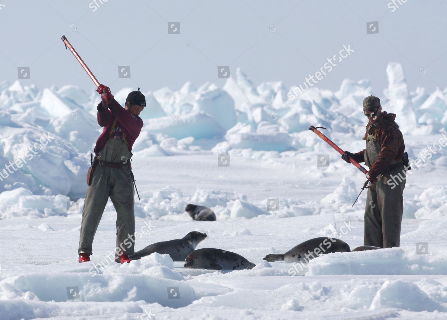 Sealers Hunt Harp Seals During 2009 Editorial Stock Photo - Stock Image ...