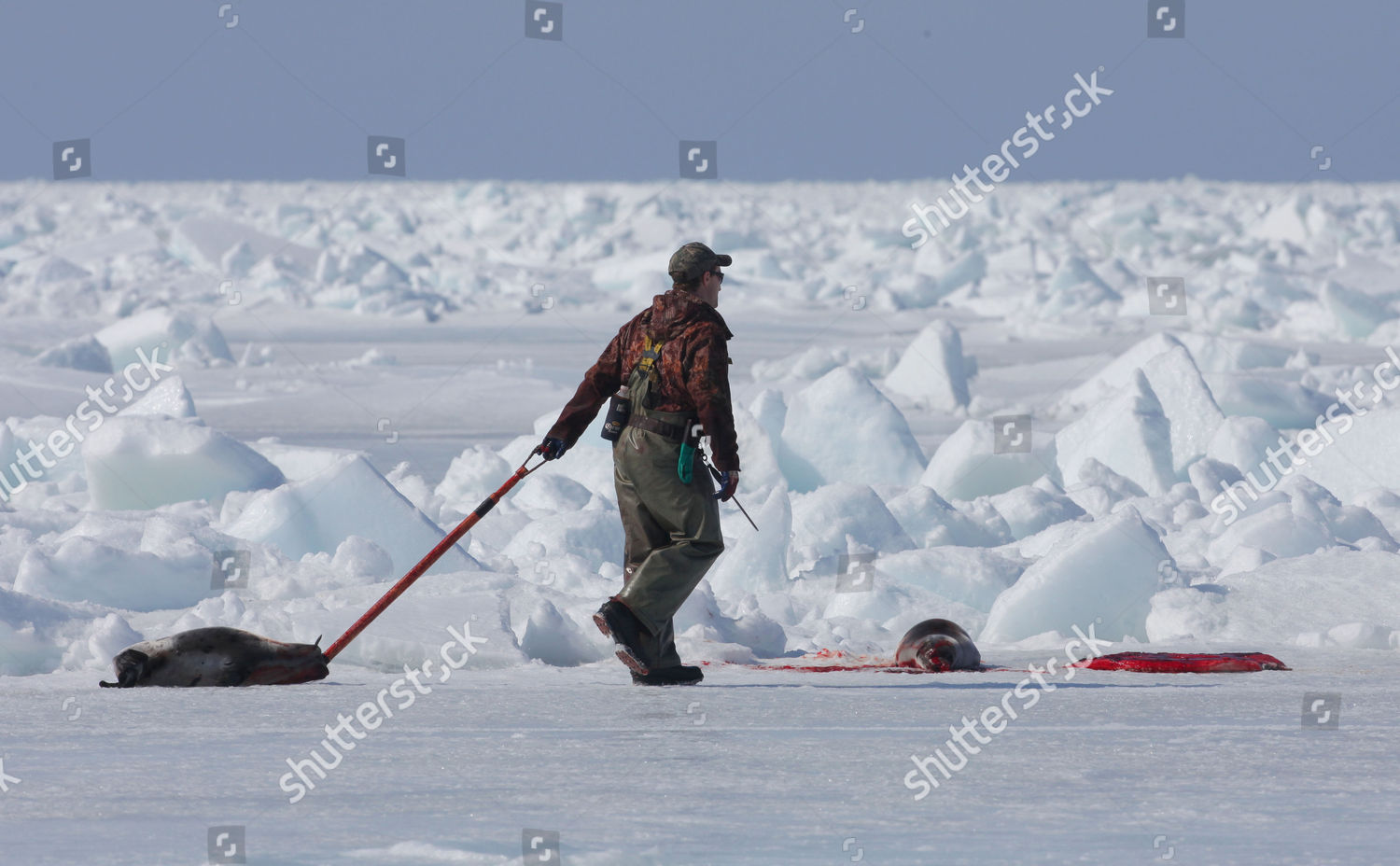 Sealers Hunt Harp Seals During 2009 Editorial Stock Photo - Stock Image | Shutterstock