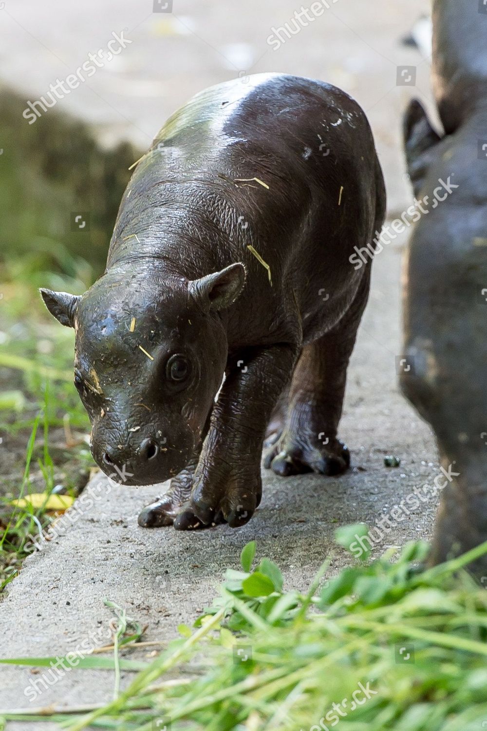 Baby Pygmy Hippopotamus On His First Editorial Stock Photo - Stock ...