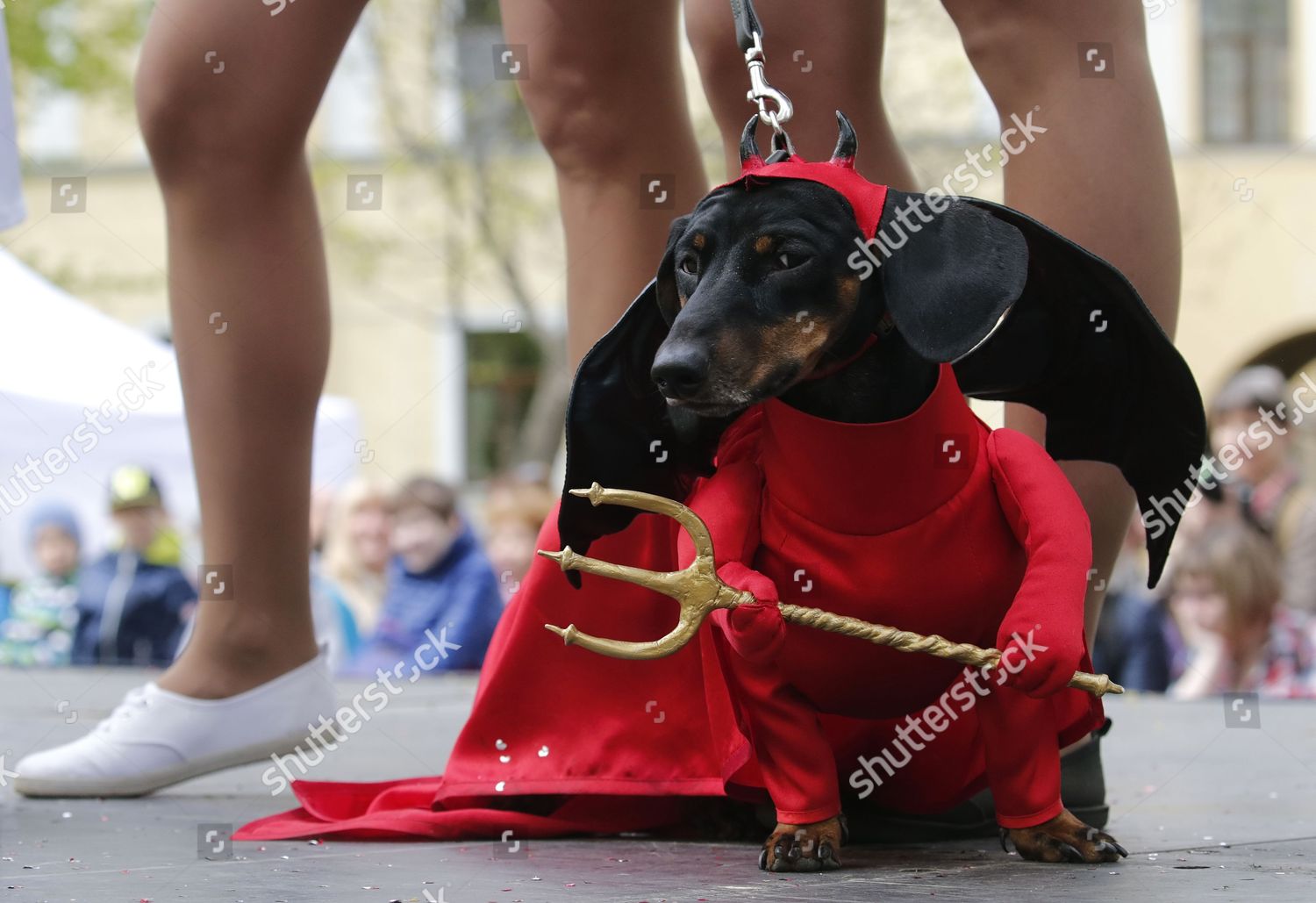 PEOPLE REPRESENT COSTUMES THEIR DOGS DURING Editorial Stock Photo ...