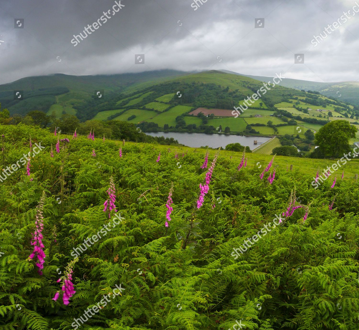 Summer Landscape Brecon Beacons Editorial Stock Photo - Stock Image ...