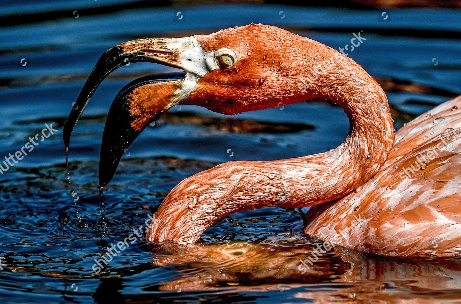 Flamingo Pictured Zoo Dresden Germany 12 Editorial Stock Photo - Stock ...