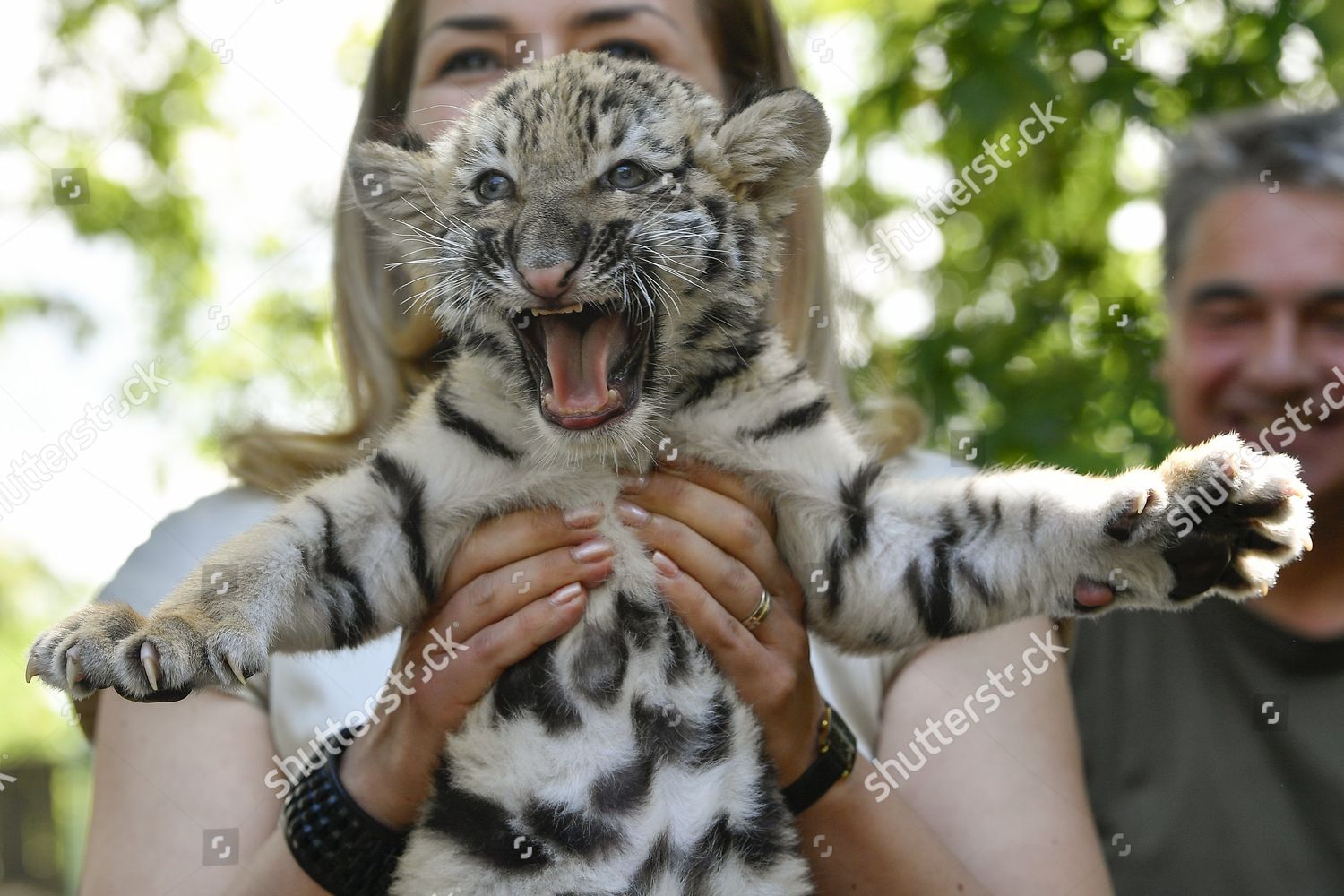 Seven Half Weeks Old Siberian Tiger Editorial Stock Photo - Stock Image ...