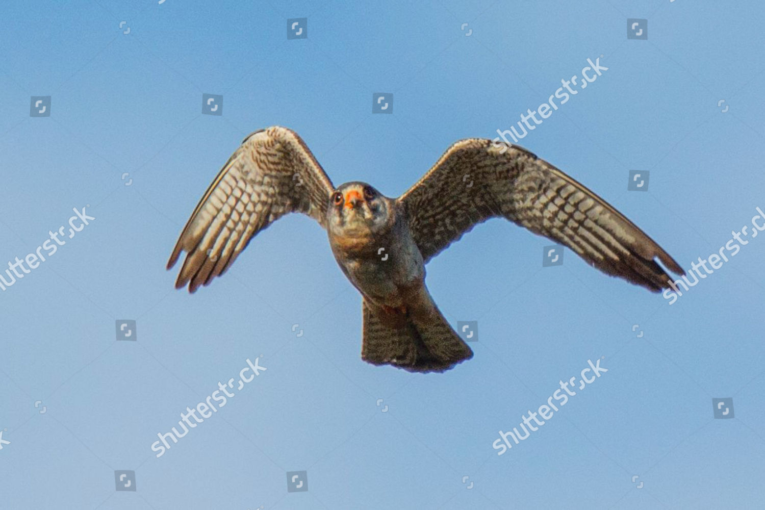 Red Footed Falcon Spotted Frensham Common Editorial Stock Photo - Stock ...