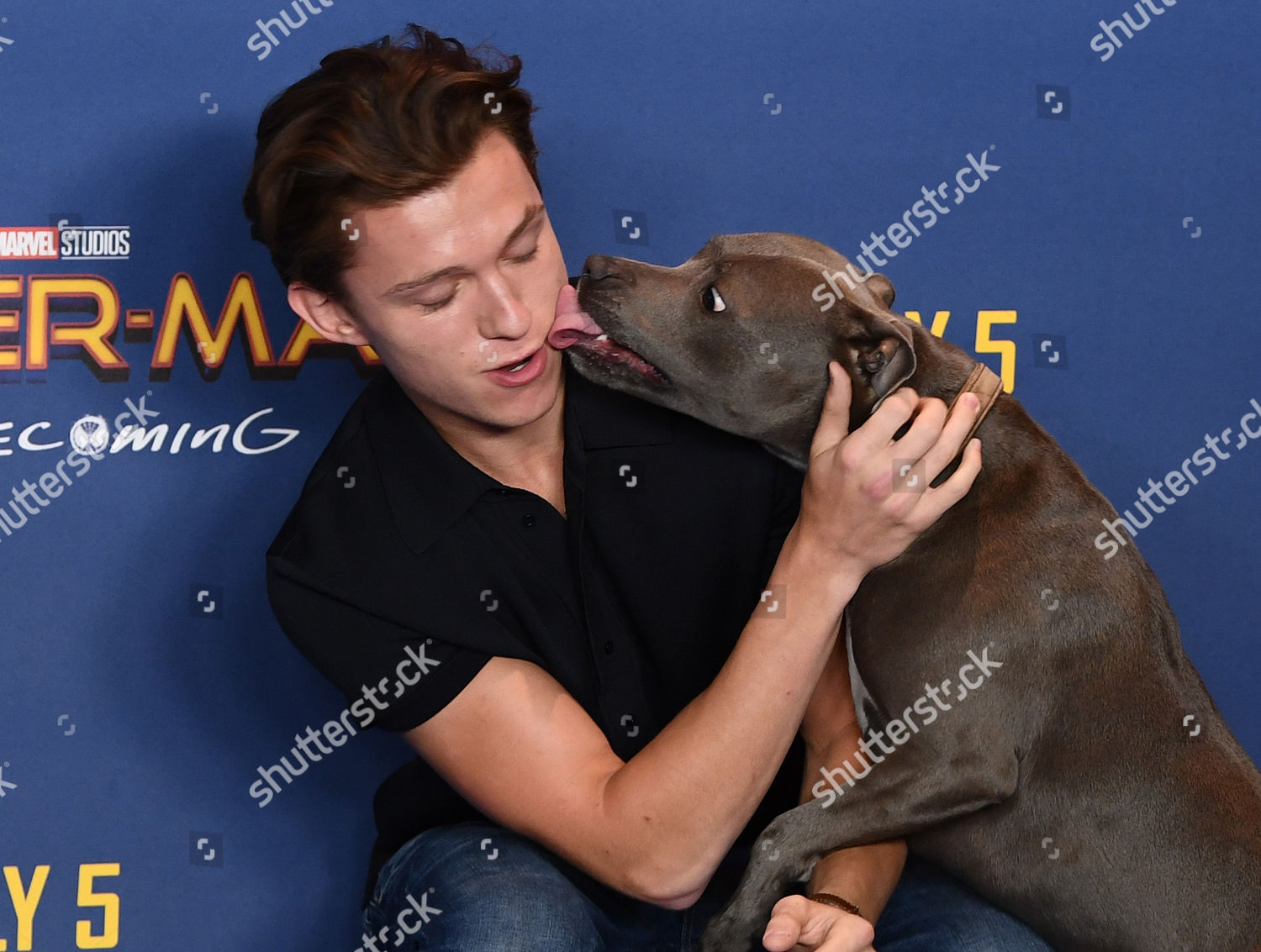 Tom Holland His Dog Tessa Editorial Stock Photo - Stock Image ...